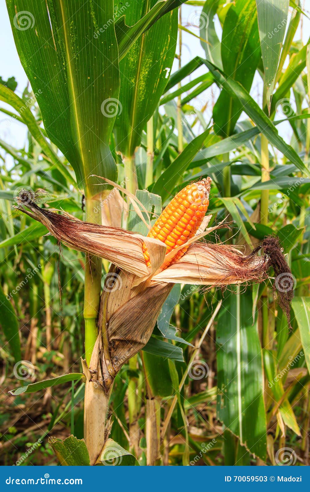 Corn cob on tree stock image. Image of diet, agronomy - 70059503