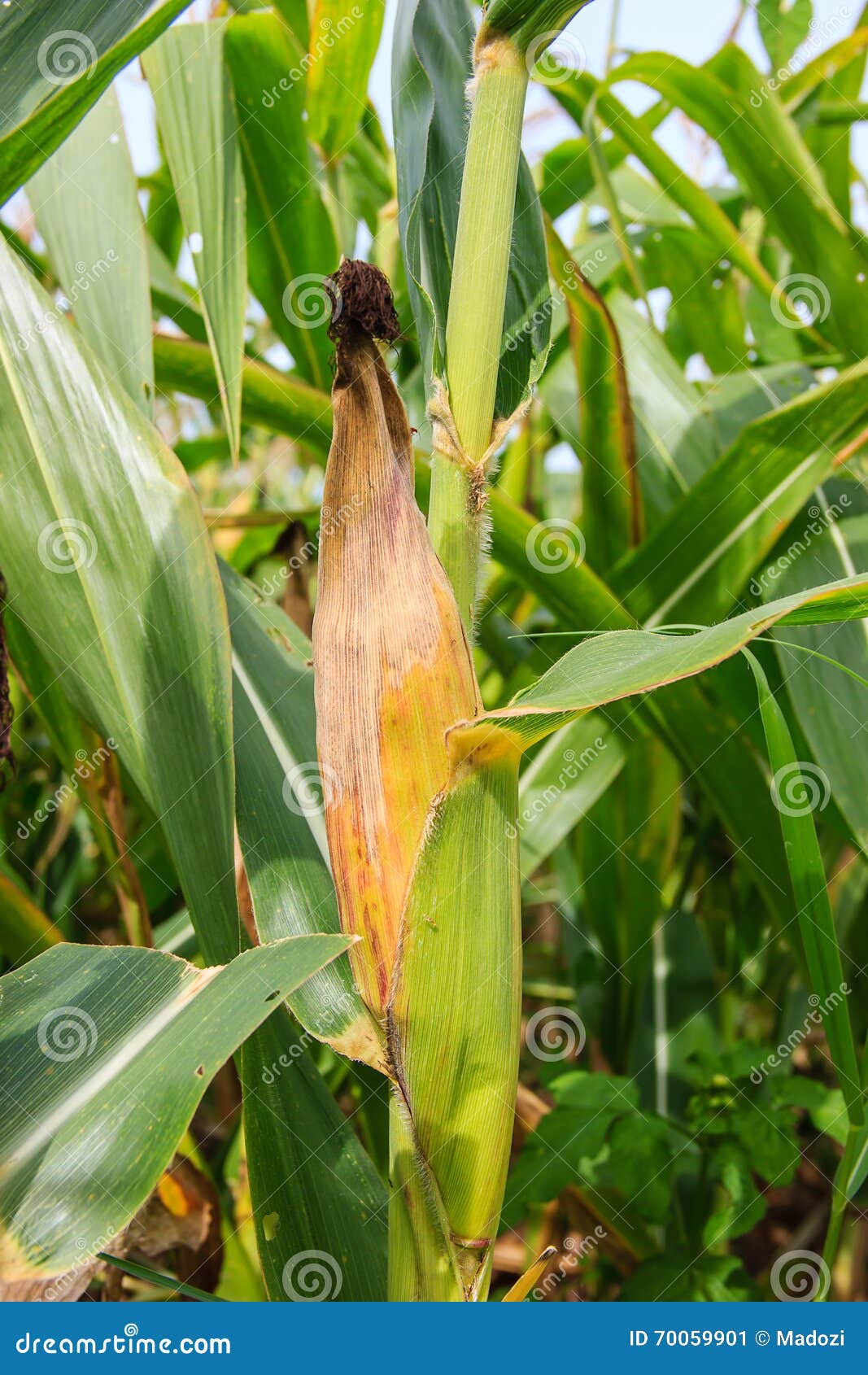 Corn cob on tree stock image. Image of plantation, harvest - 70059901