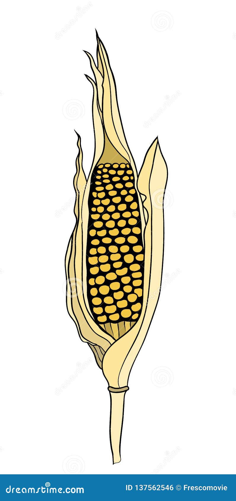 Corn on the cob vintage stock vector. Illustration of maize - 137562546