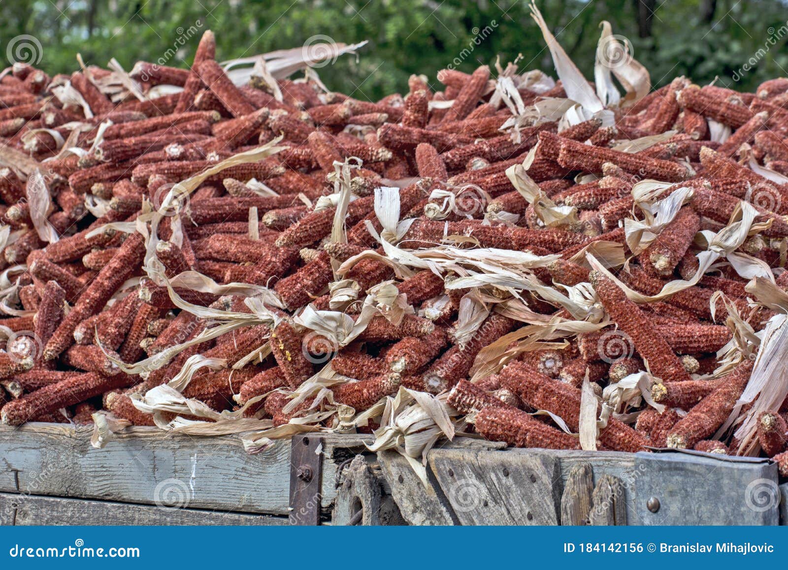 Corn cob waste for heating stock photo. Image of crop - 184142156