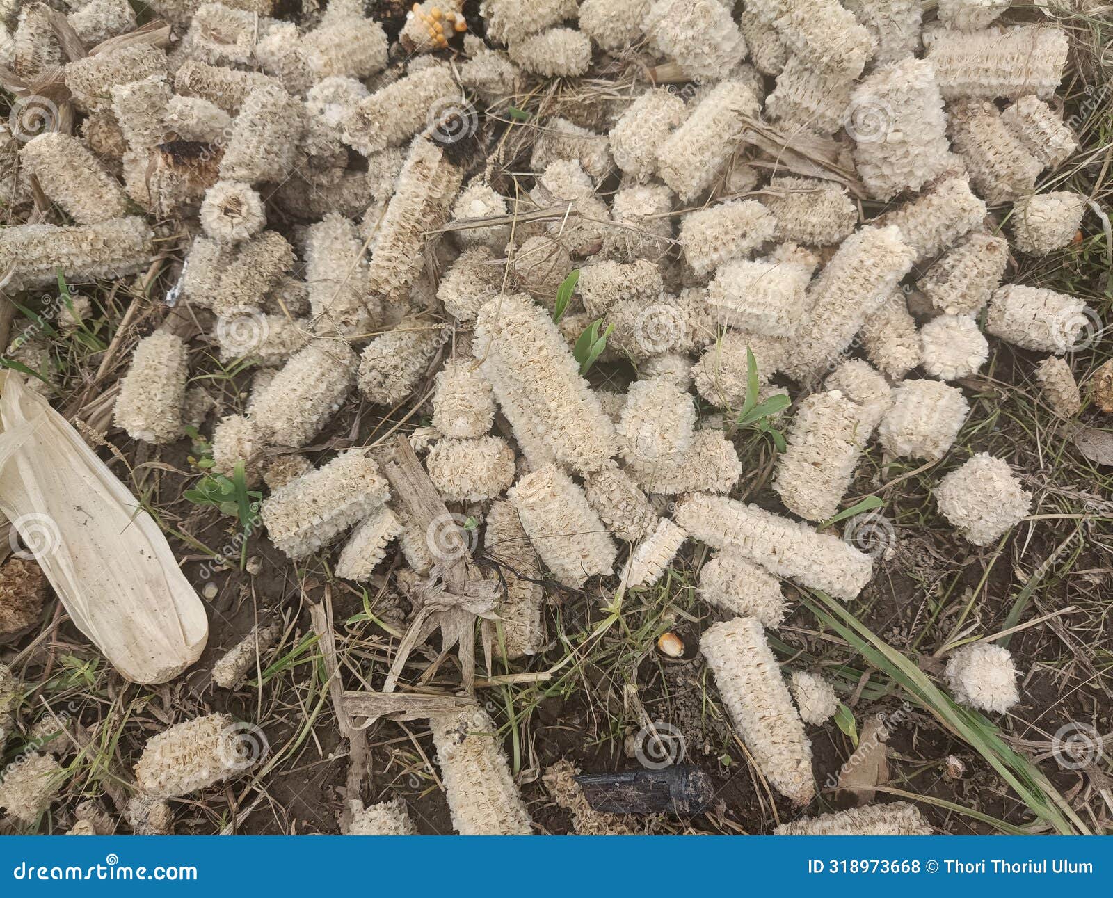 Corn Cob Waste is Scattered on the Land of a Corn Plantation Stock ...