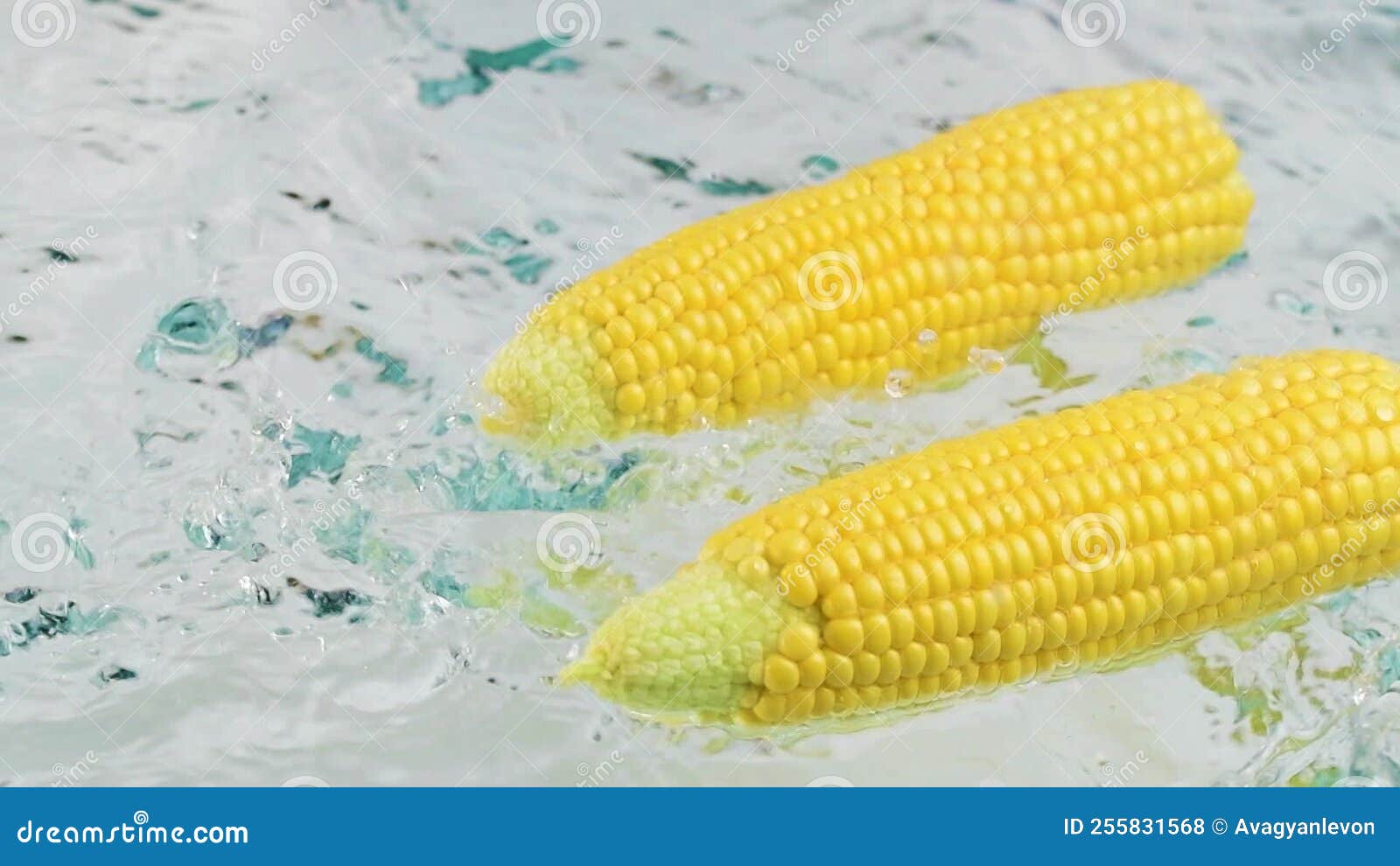 Fresh Raw Corn Cob Falling on Wet White Surface and Splashing Water ...