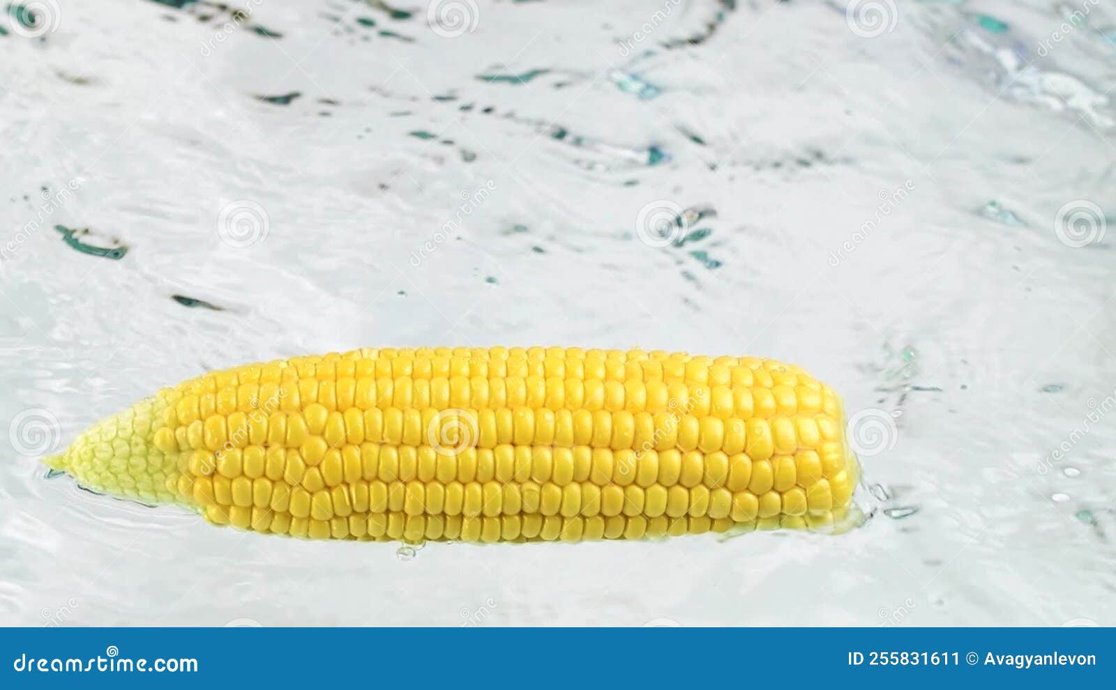 Fresh Raw Corn Cob Falling on Wet White Surface and Splashing Water ...