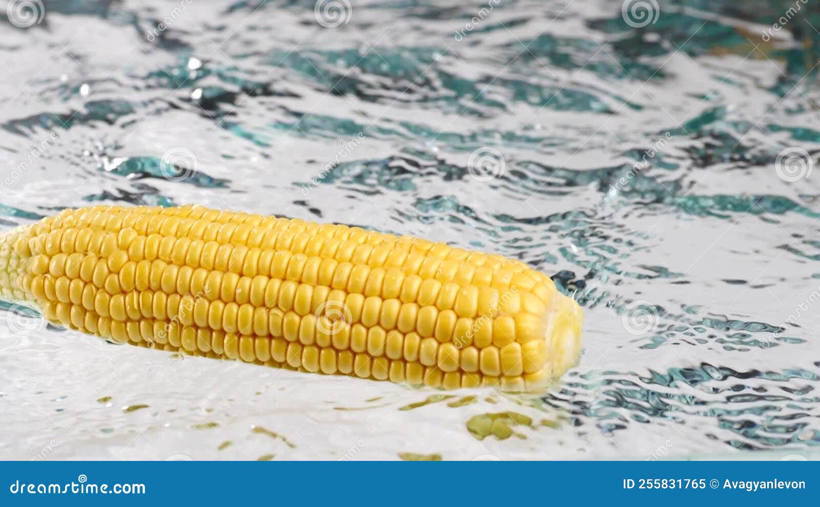 Fresh Raw Corn Cob Falling on Wet White Surface and Splashing Water ...