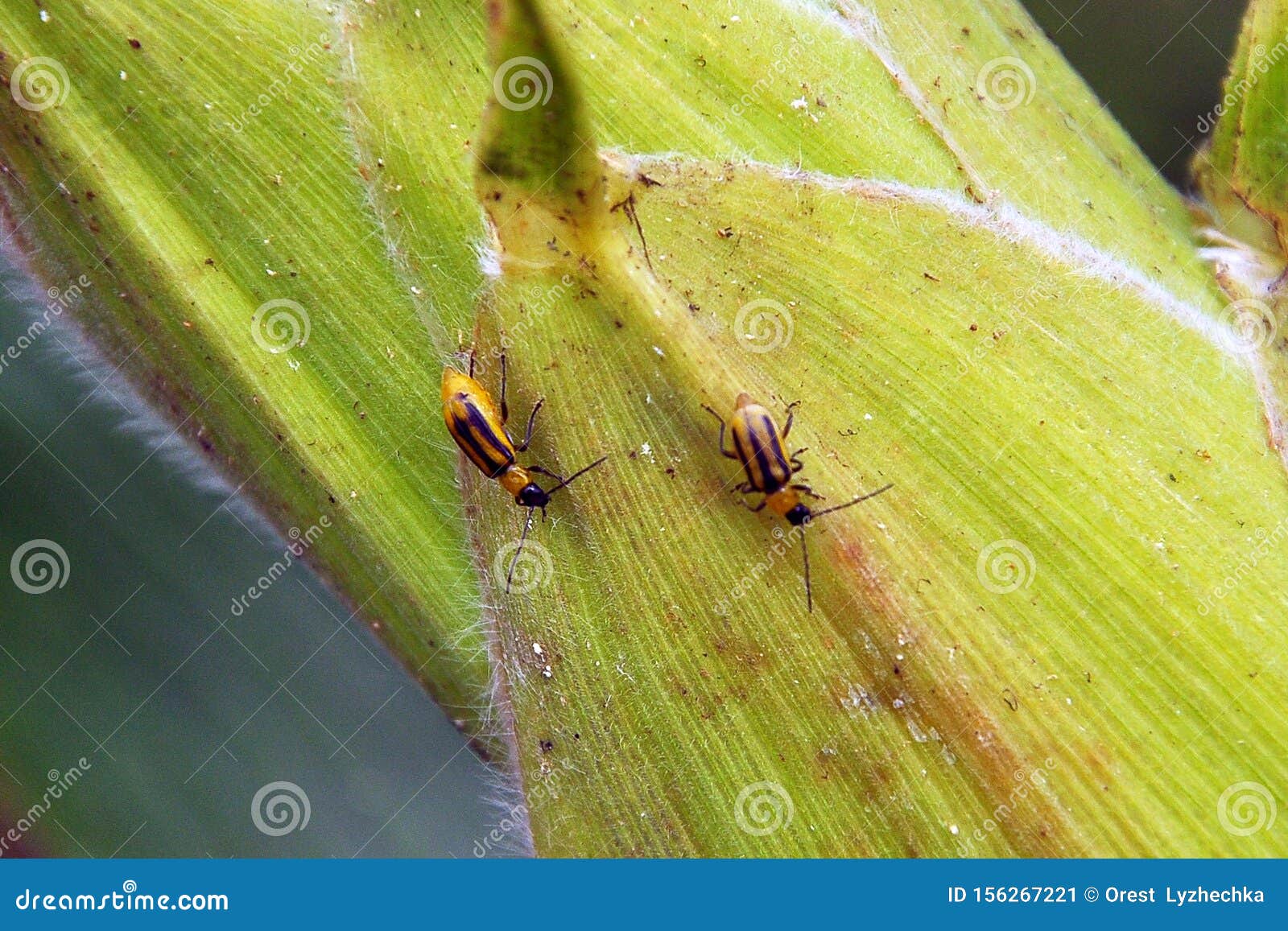 On a Corn Cob Western Corn Beetle Stock Image - Image of insecticide ...