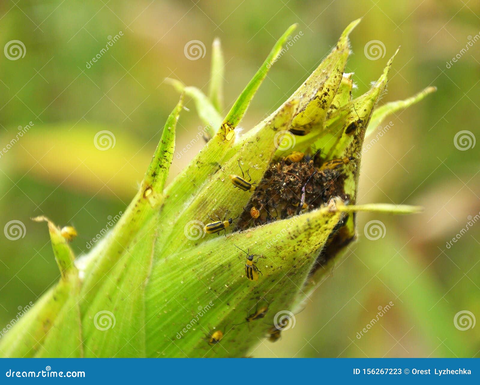 On a Corn Cob Western Corn Beetle Stock Image - Image of corn ...