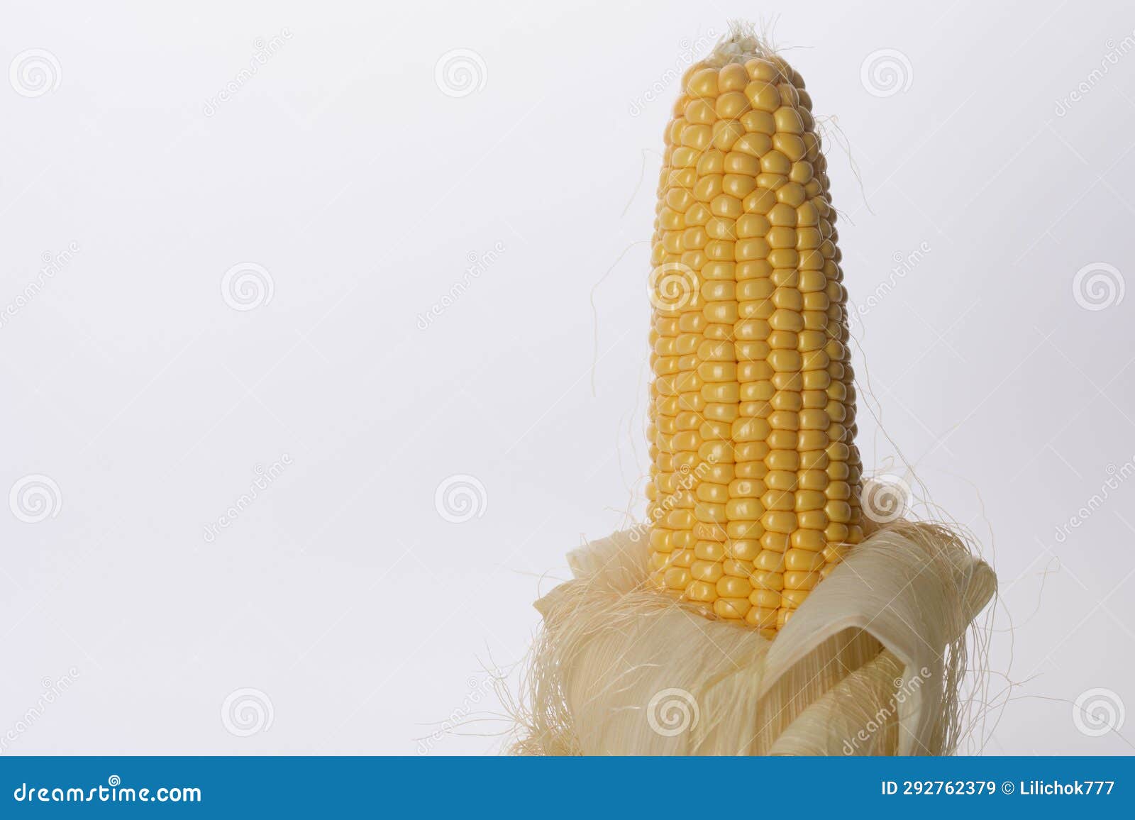 Corn on the Cob on White Background Stock Image - Image of corn ...