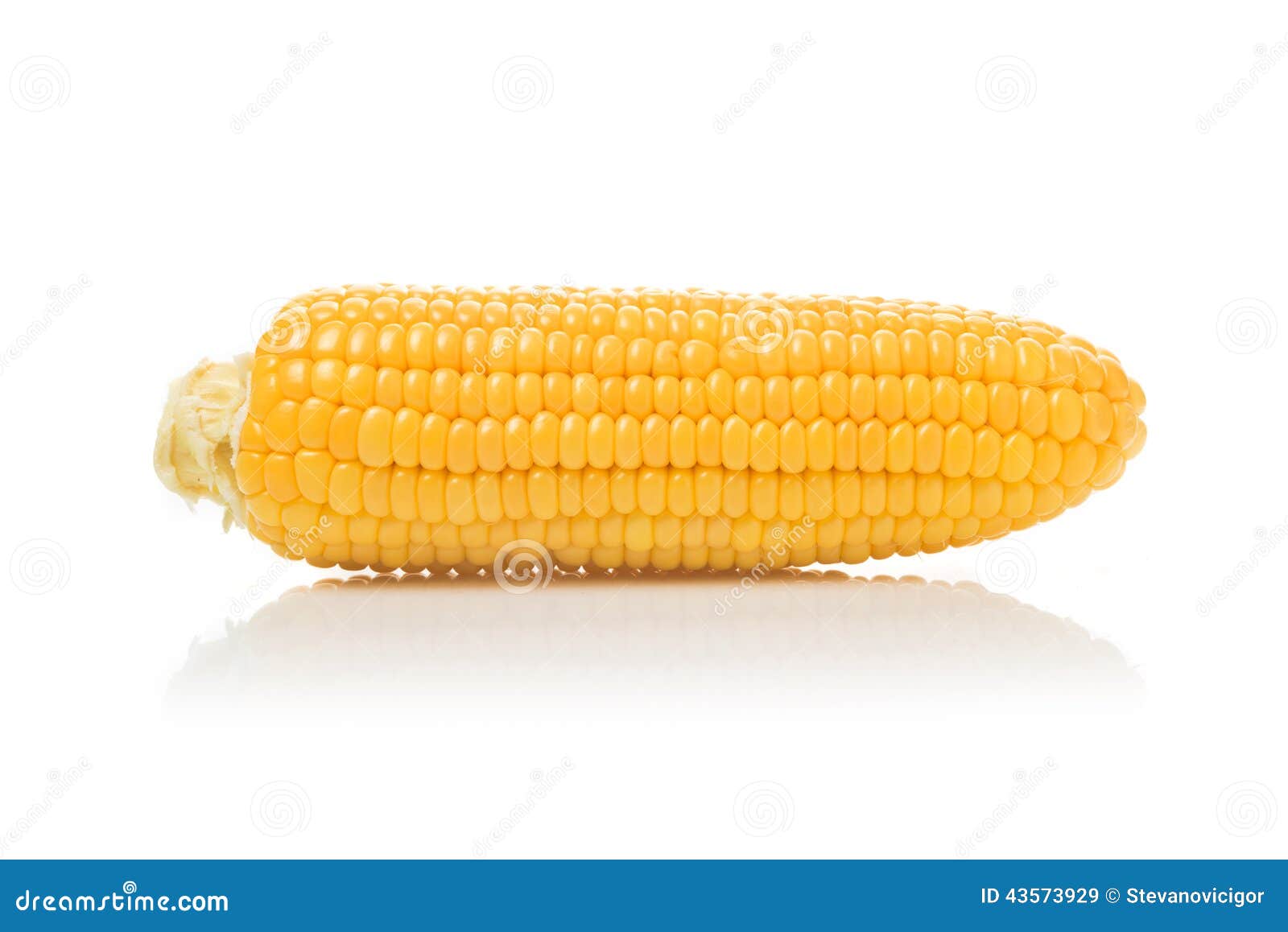 Corn Cob on White Background Stock Image - Image of developed ...