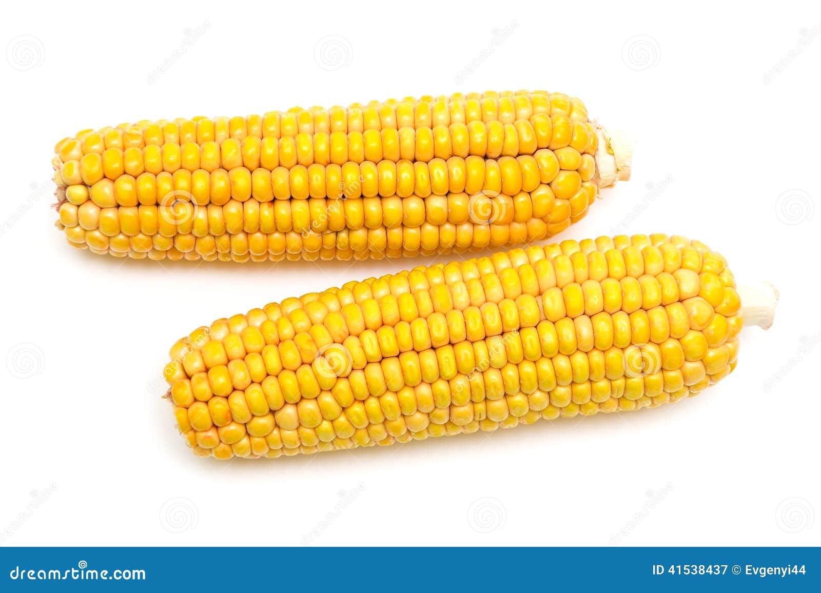 Corn on the Cob on a White Background Stock Image - Image of grain ...