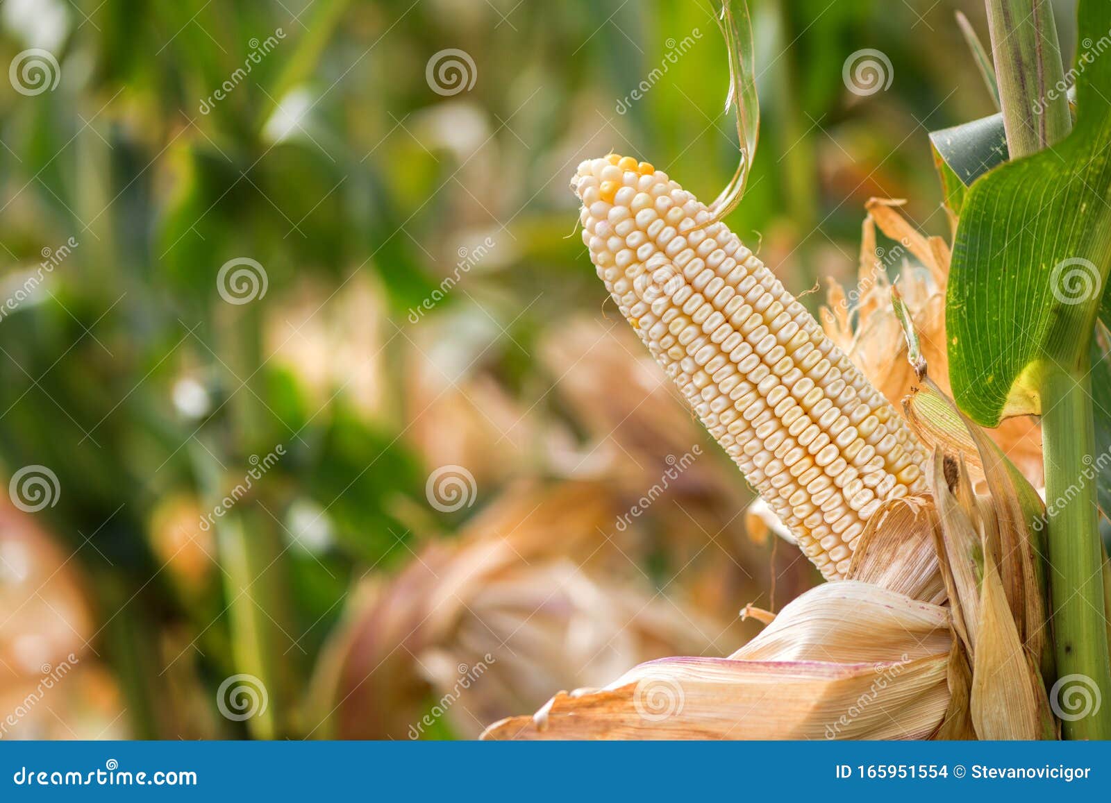 Corn on the Cob with White Kernels Stock Photo - Image of corncob ...