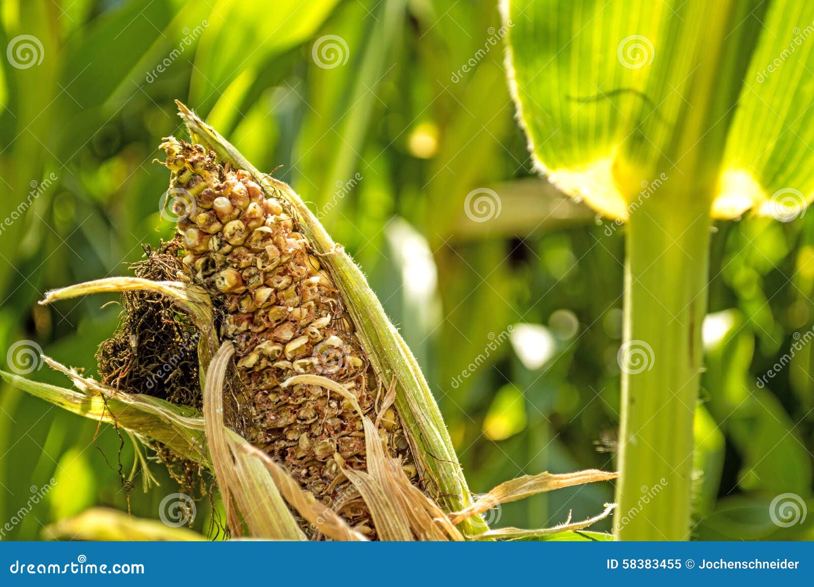 Corn cob, withered stock image. Image of agriculture - 58383455