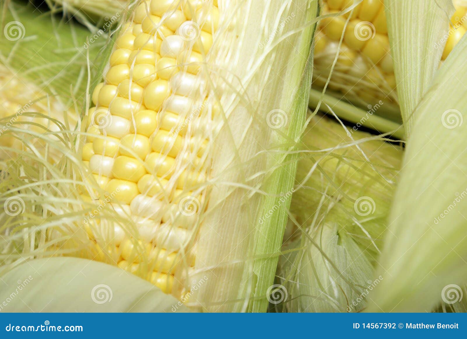 Corn on the Cobb stock photo. Image of kernel, husk, freshness - 14567392