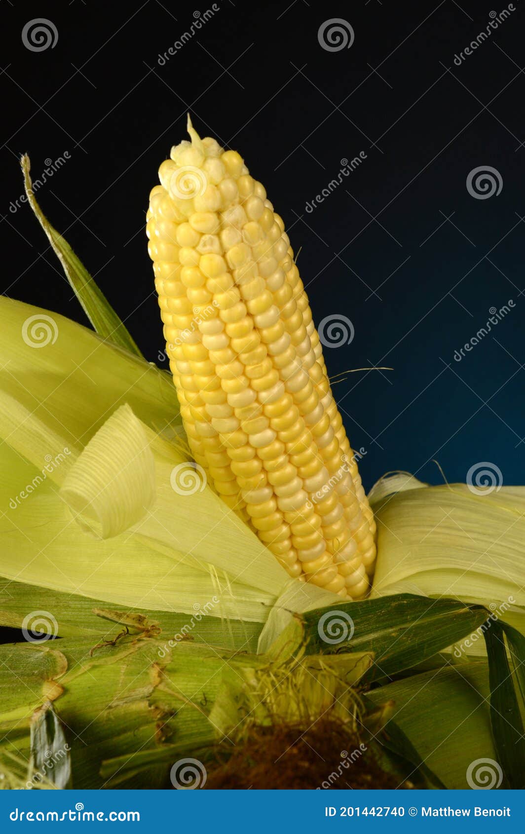 Corn on the Cobb stock photo. Image of healthy, horizontal - 201442740