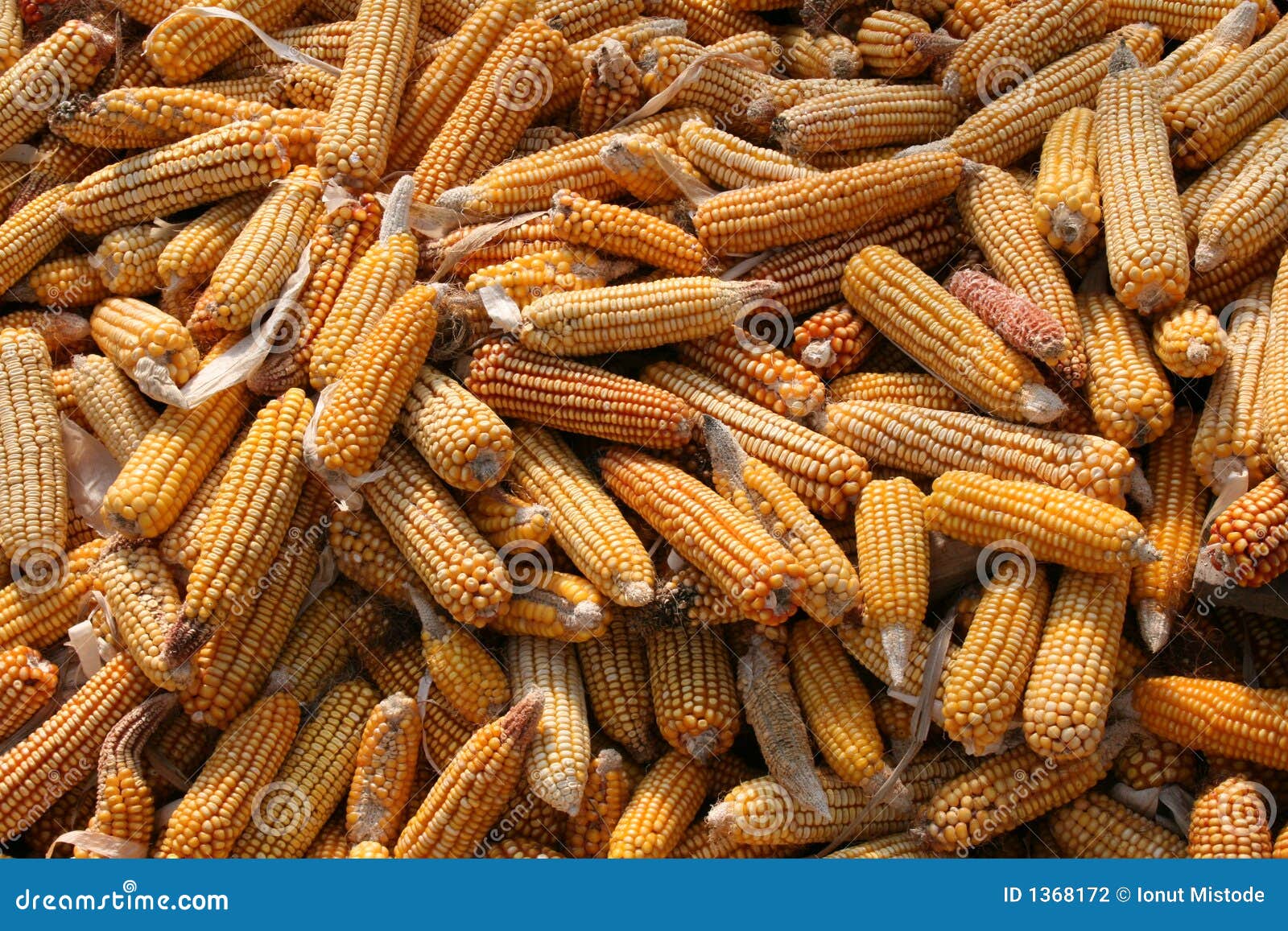 Corn cobs stock photo. Image of good, abundance, crop - 1368172