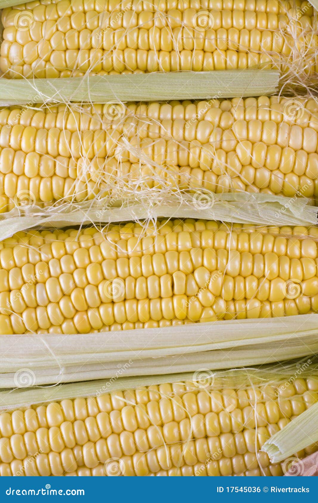 Corn cobs stock photo. Image of mealie, plant, vegetable - 17545036