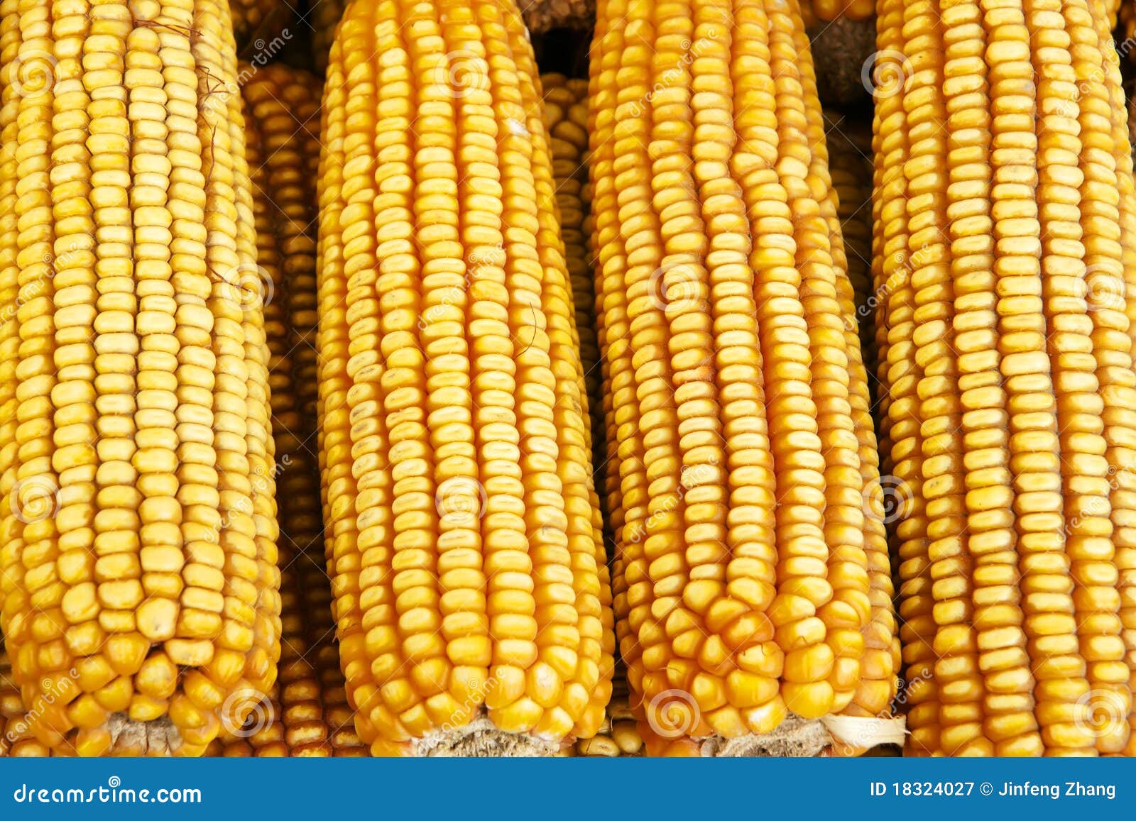 Corn cobs stock image. Image of harvest, farming, autumn - 18324027