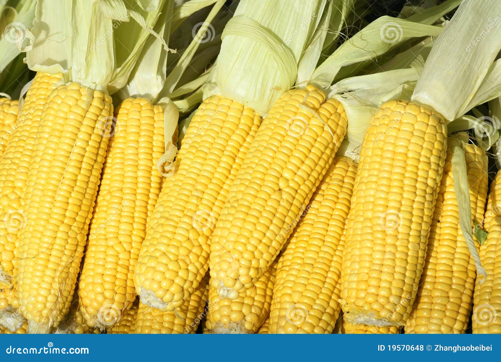 Corn cobs stock photo. Image of corn, golden, harvesting - 19570648