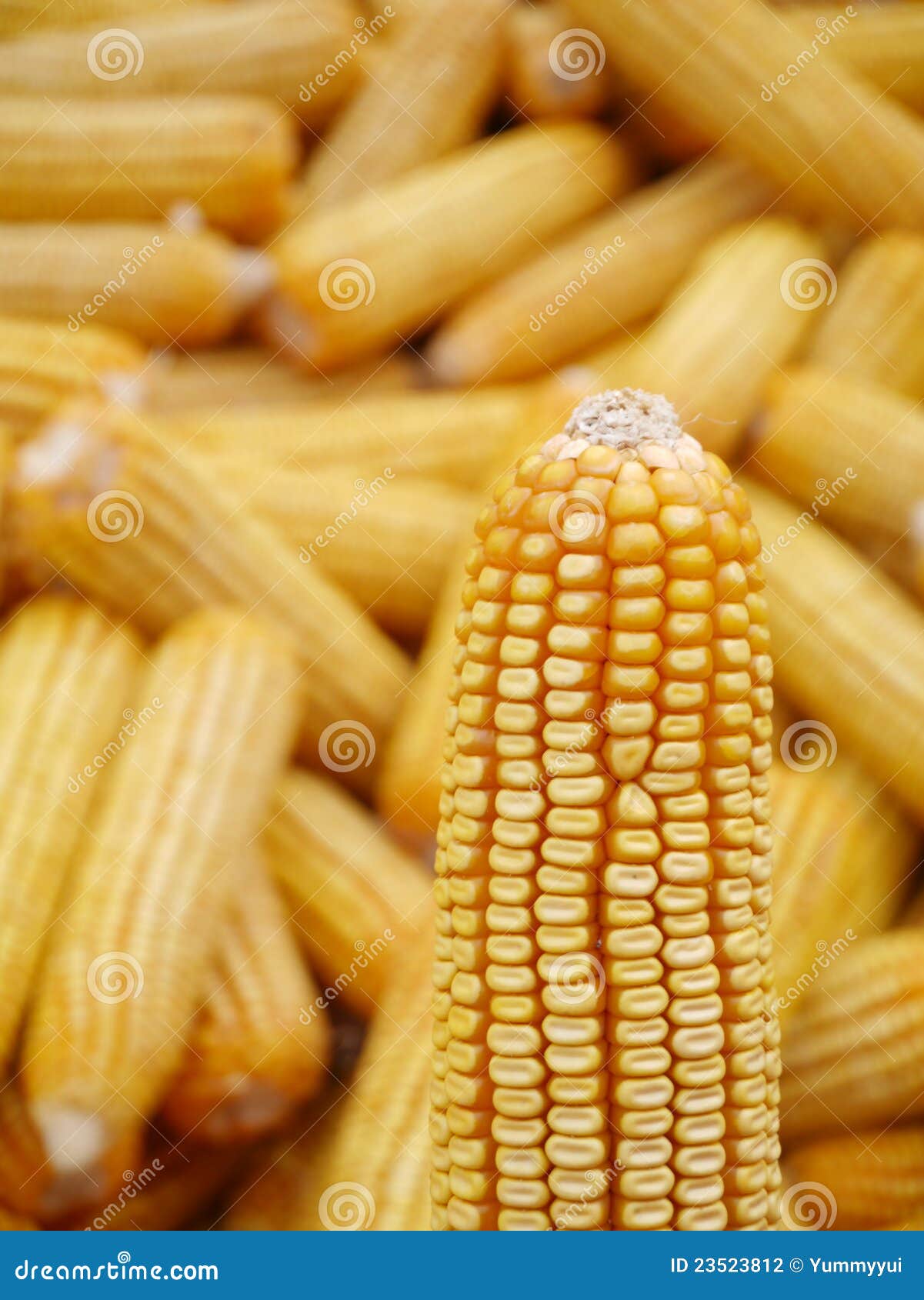 Corn cobs stock photo. Image of farming, fall, form, maize - 23523812