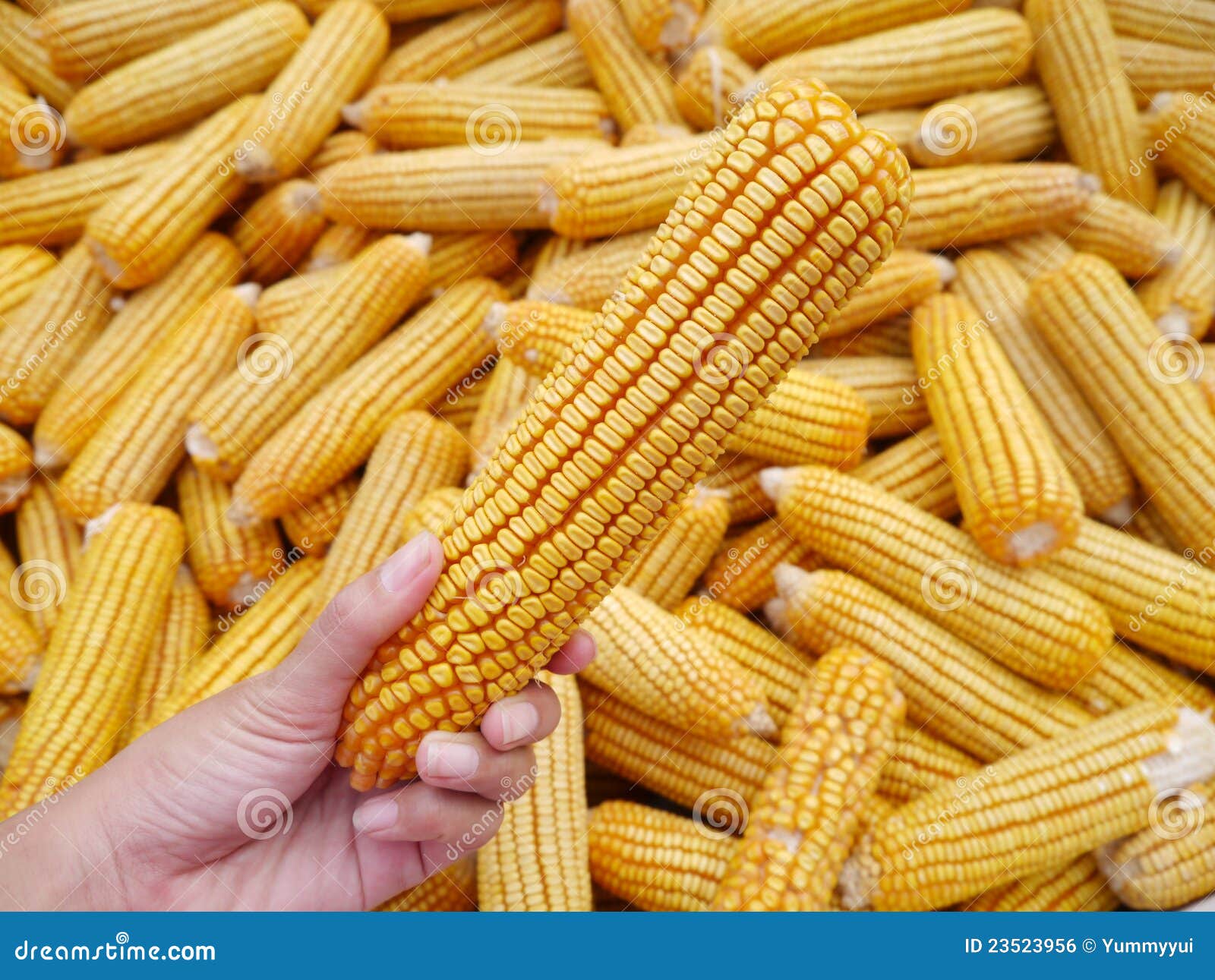 Corn cobs stock photo. Image of farm, array, fresh, kernel - 23523956