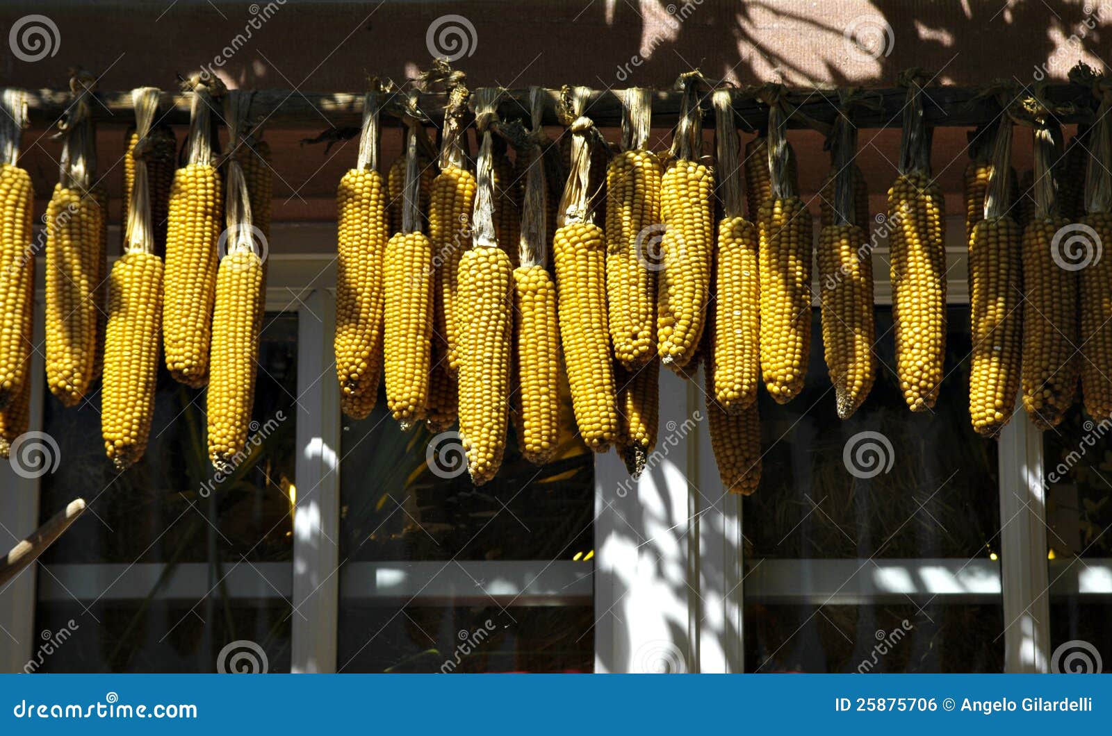 Corn cobs stock photo. Image of food, agriculture, cobs - 25875706