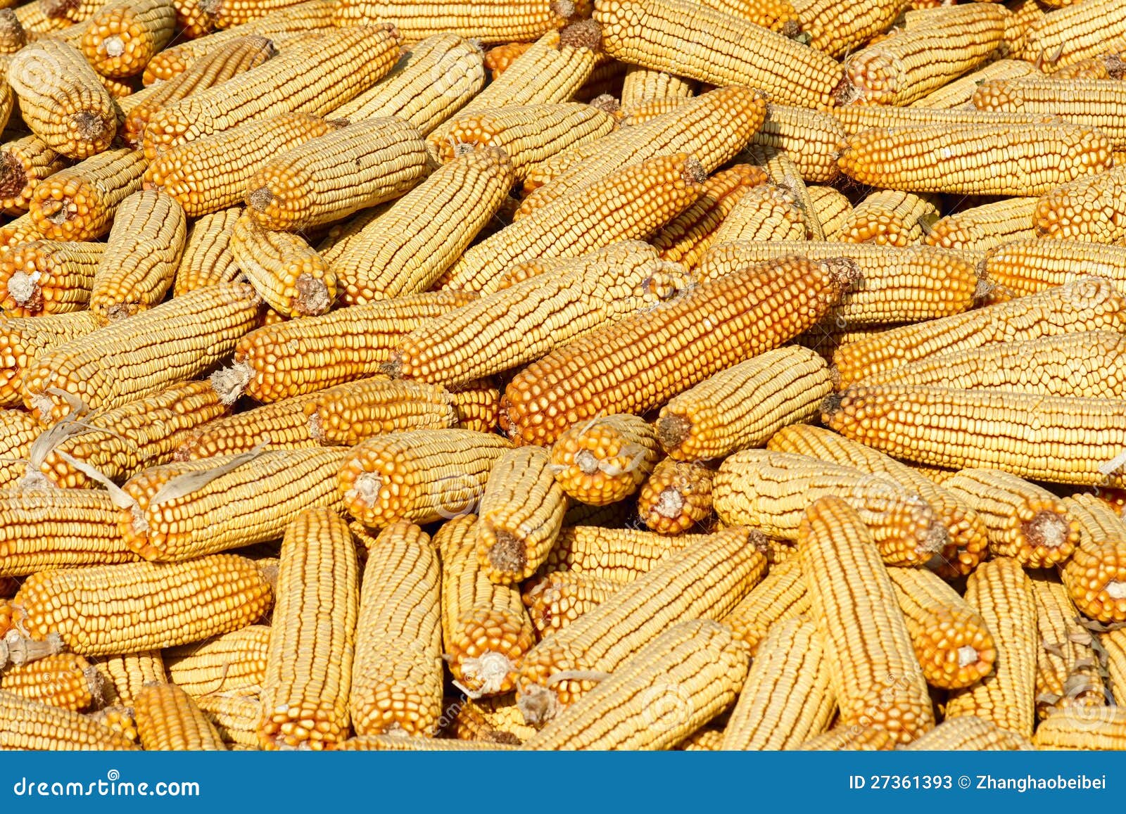 Corn cobs stock image. Image of dried, harvesting, eating - 27361393