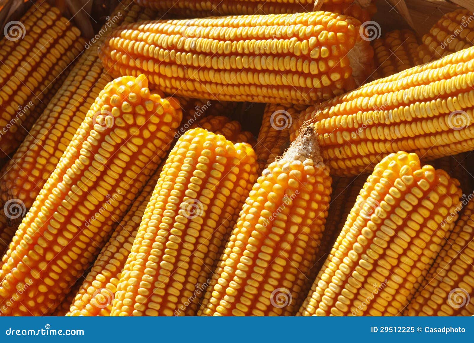 Corn cobs stock image. Image of nutrition, group, vegetable - 29512225