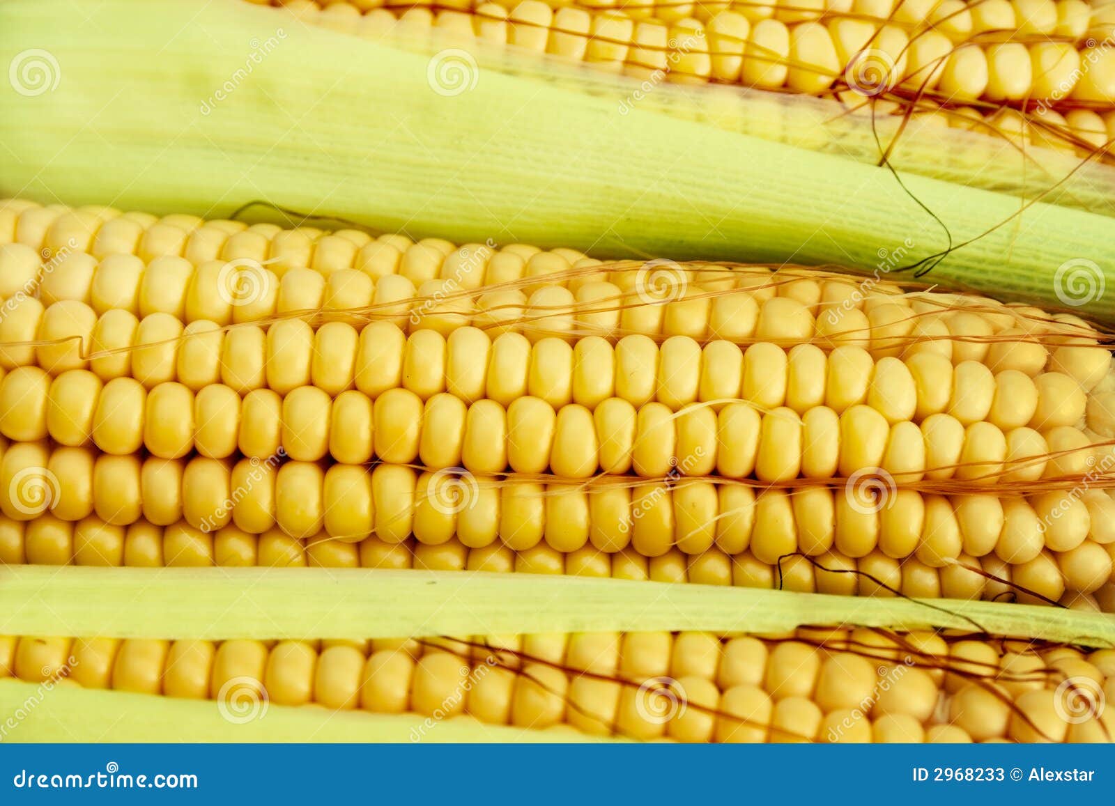 Corn cobs stock image. Image of eating, agriculture, green - 2968233