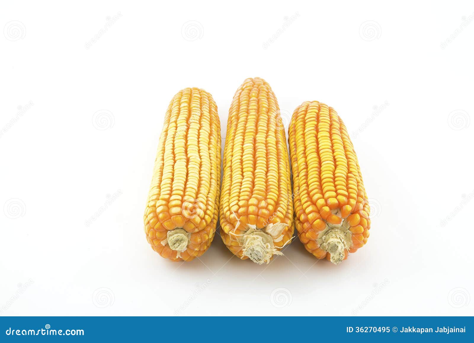Corn cobs stock image. Image of farming, harvesting, healthy - 36270495