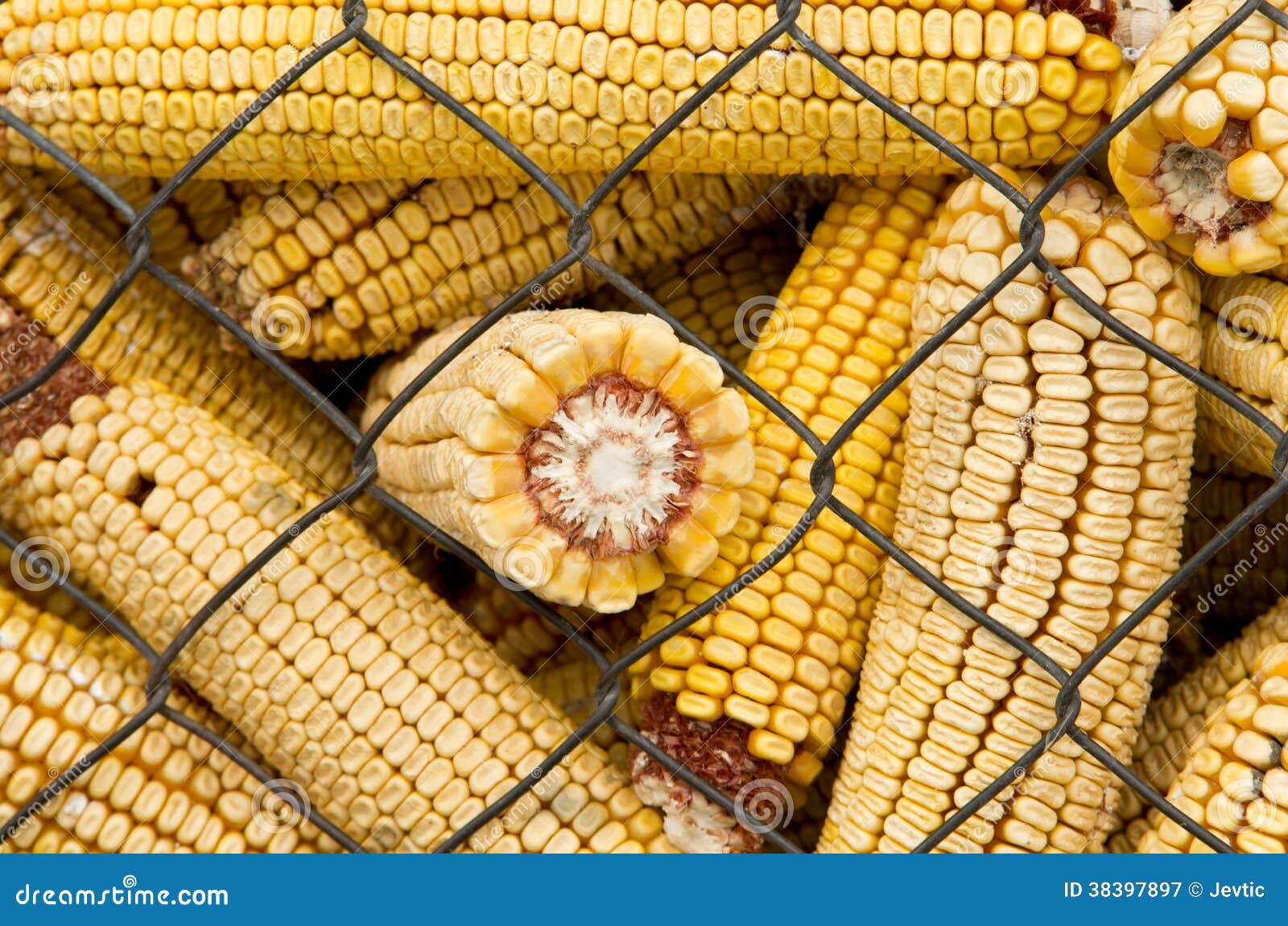 Corn cobs stock image. Image of grass, farming, rural - 38397897