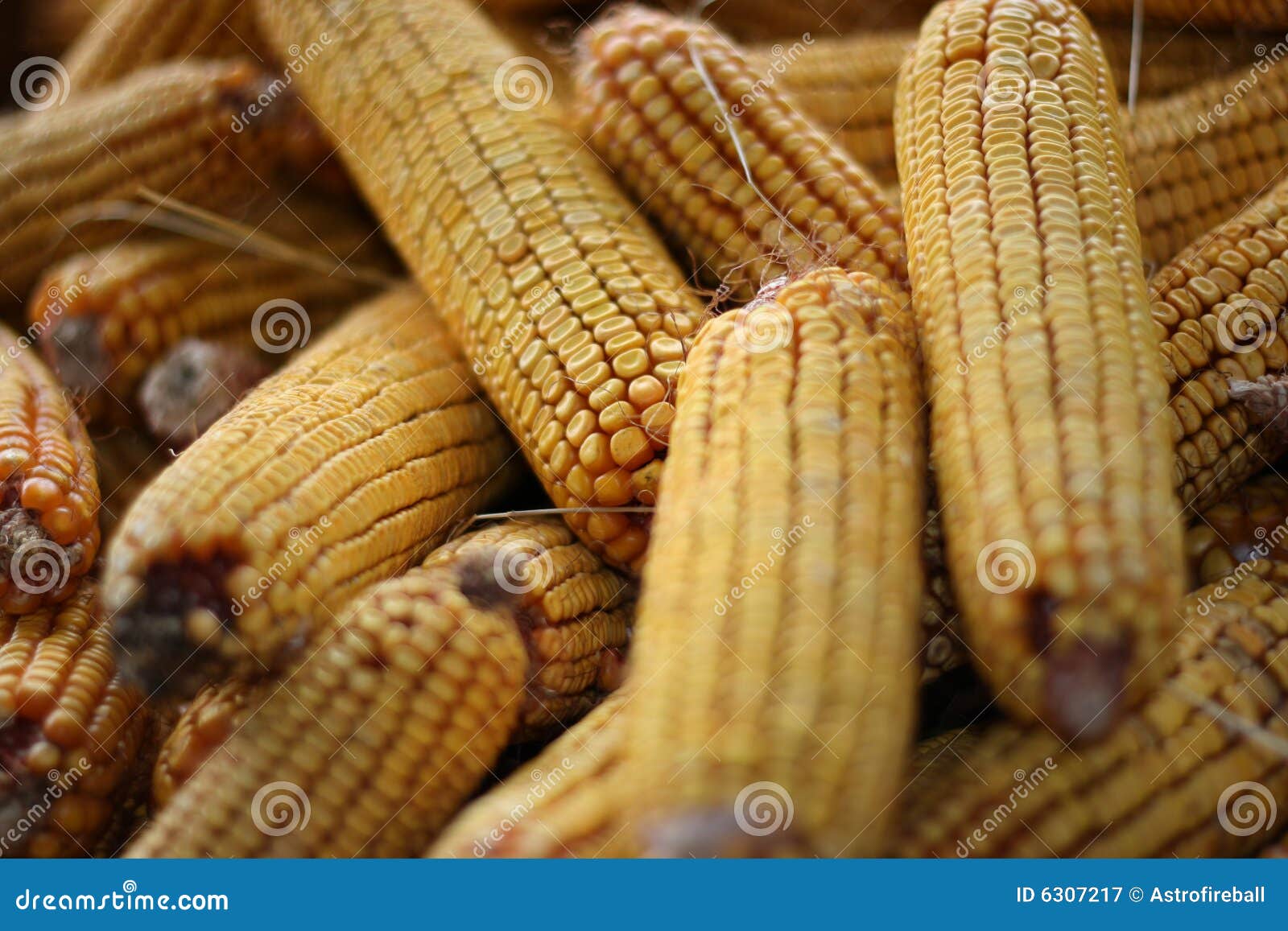 Corn cobs stock image. Image of comestible, healthy, fruit - 6307217