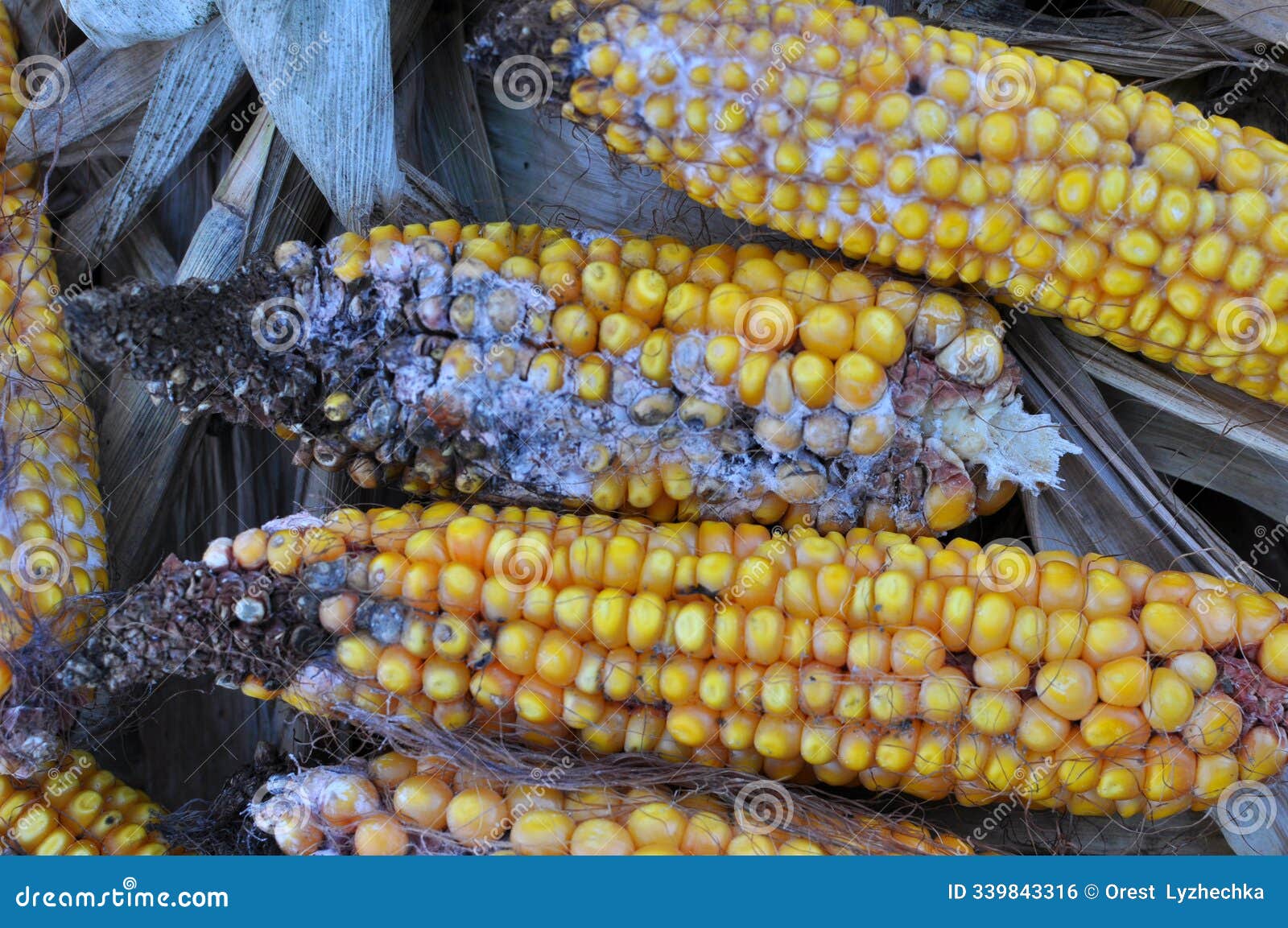 Corn Cobs are Affected by Fusarium - the Causative Agent of Fusarium ...