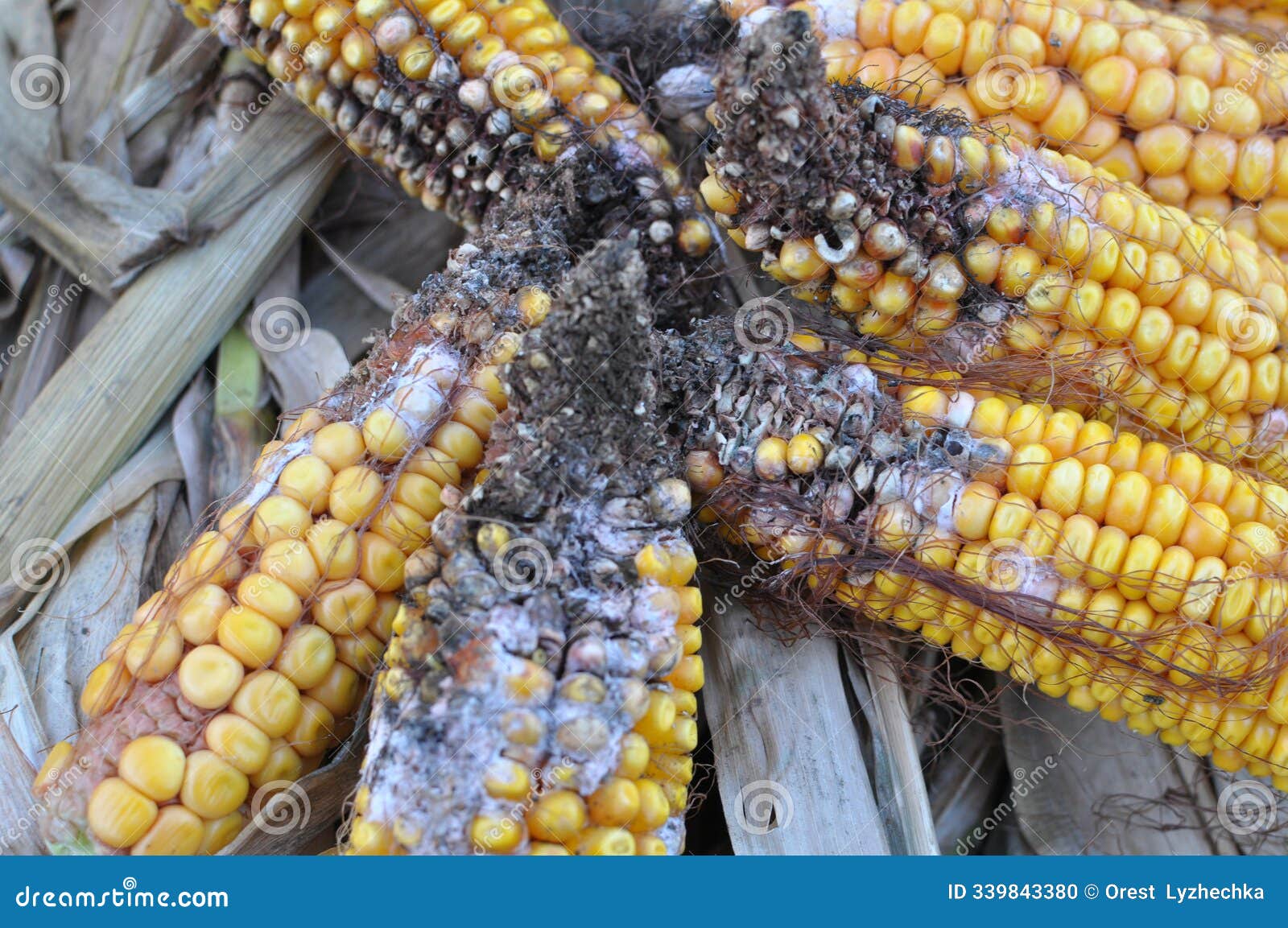 Fusarium Corn Ear Rot Damage. Most Common Maize Disease Stock Image ...