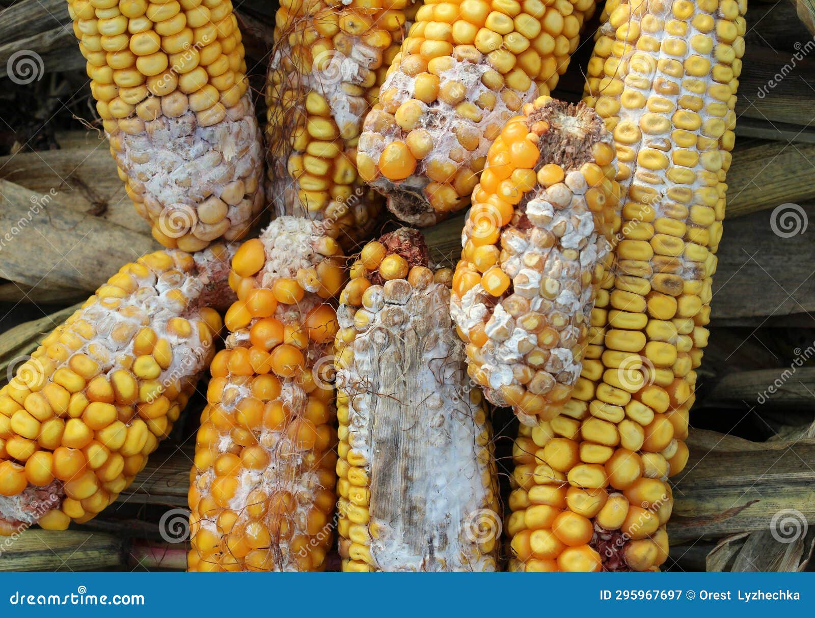 Corn Cobs are Affected by Fusarium - the Causative Agent of Fusarium ...