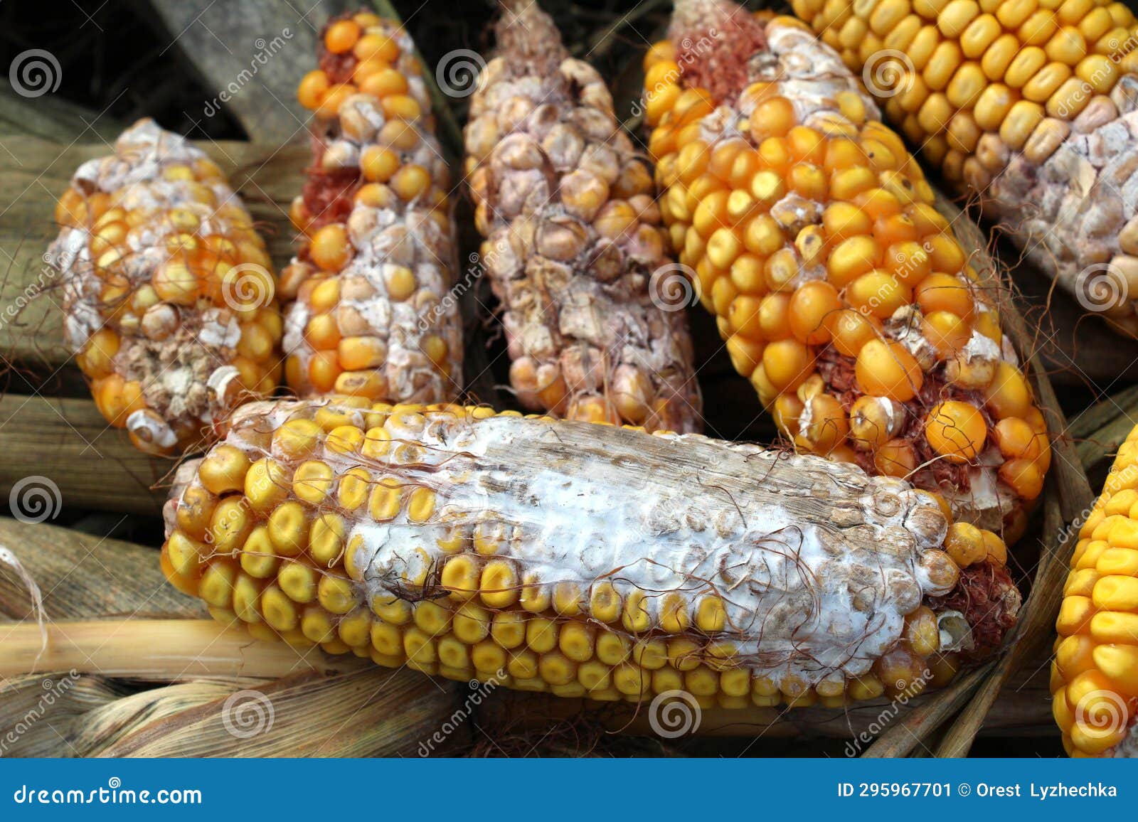 Corn Cobs are Affected by Fusarium - the Causative Agent of Fusarium ...