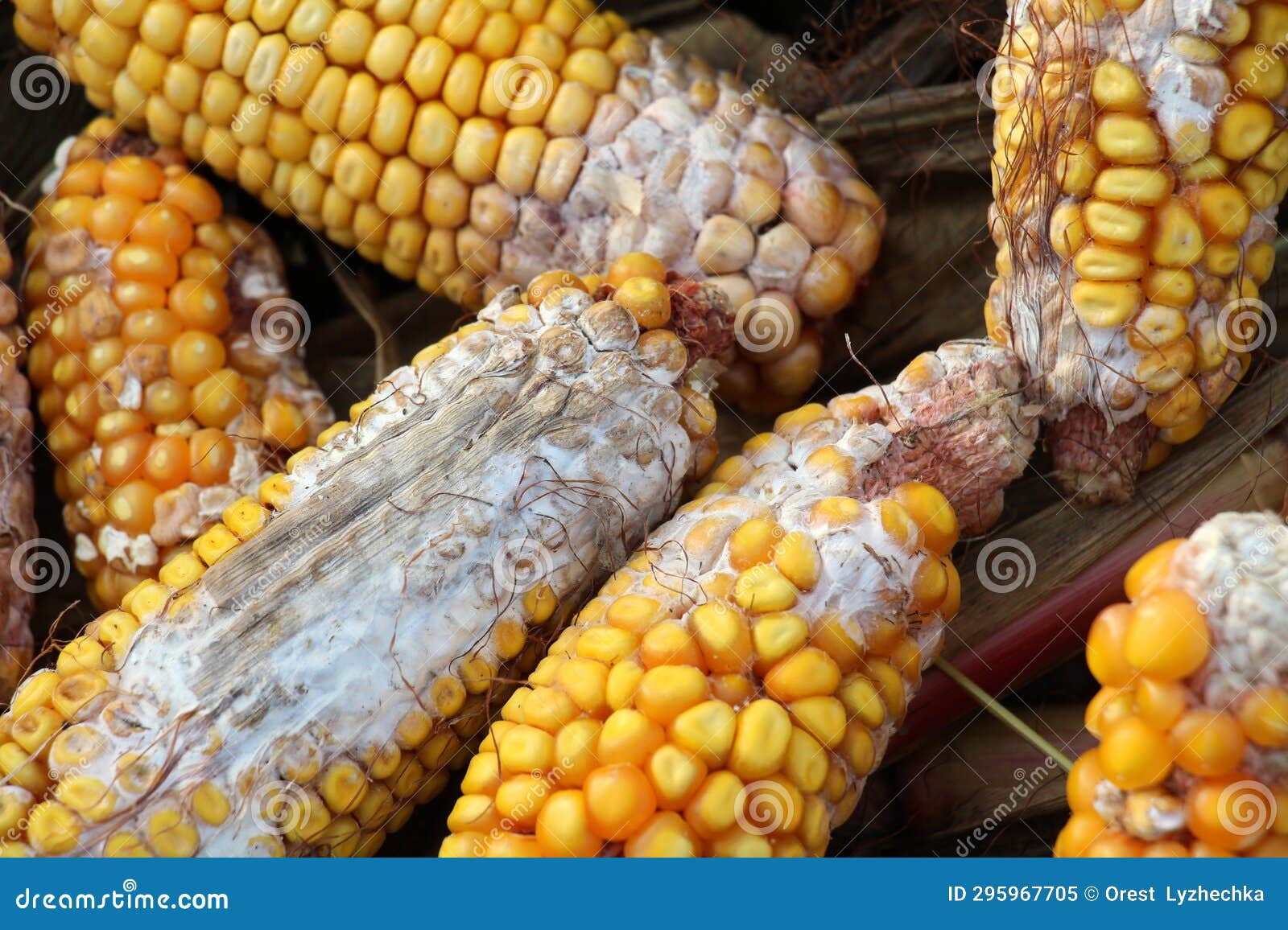 Fusarium Corn Ear Rot Damage. Most Common Maize Disease Stock Image ...
