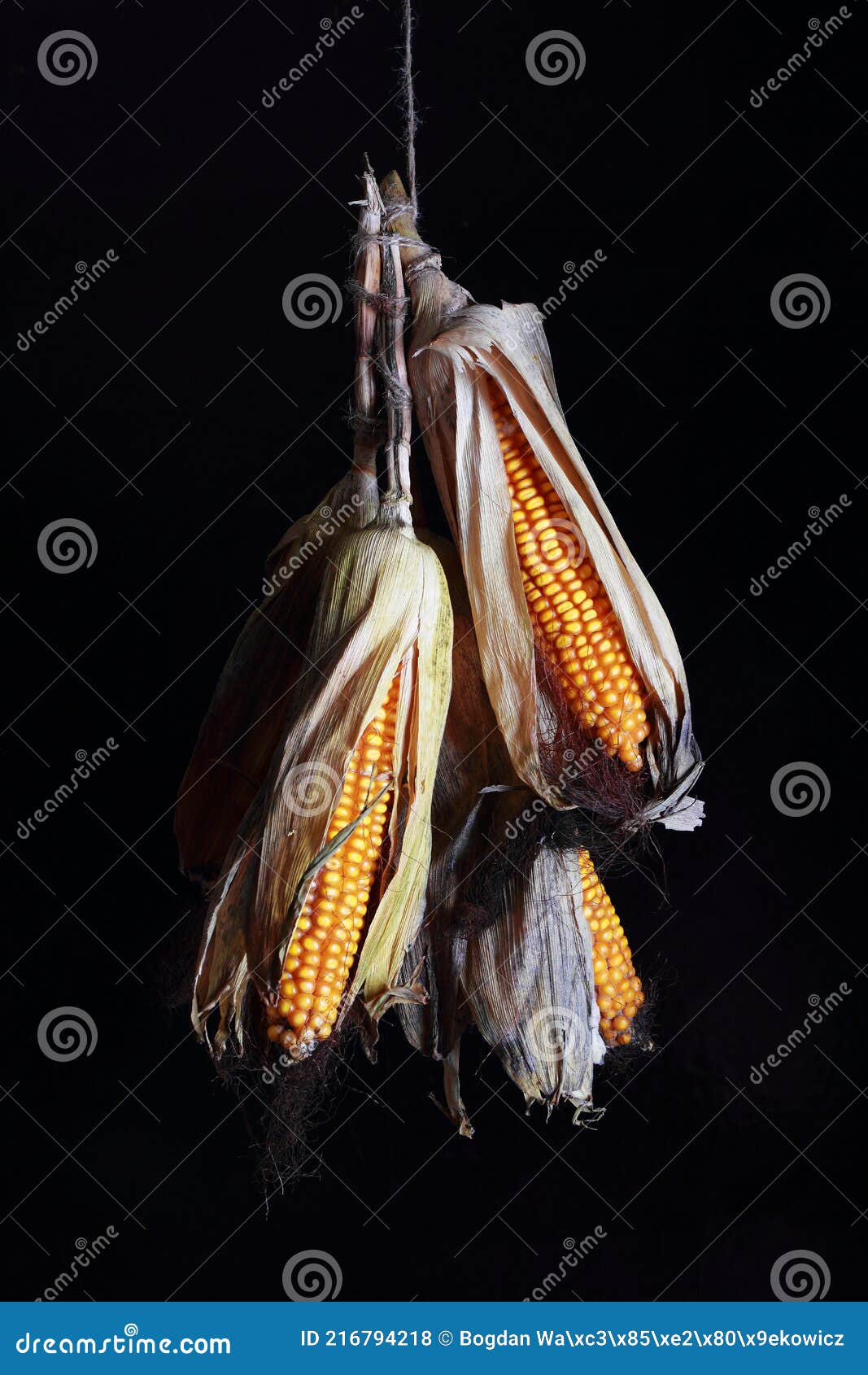 Corn Cobs on Black Background Stock Photo - Image of drying, rustic ...