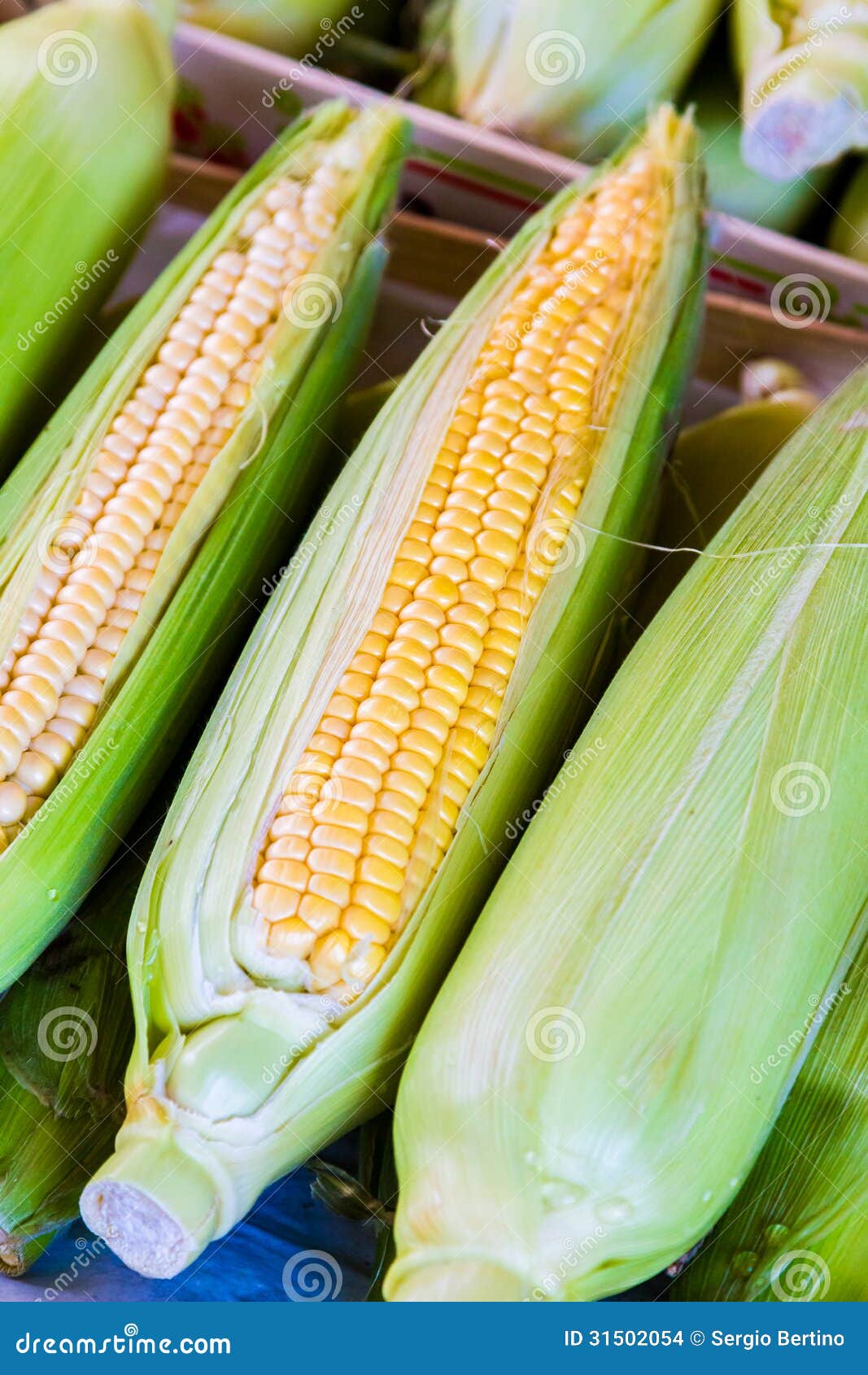 Corn Cobs stock photo. Image of fresh, natural, yellow - 31502054