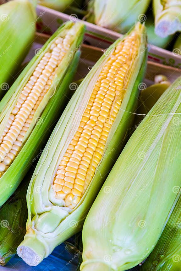 Corn Cobs stock photo. Image of fresh, natural, yellow - 31502054