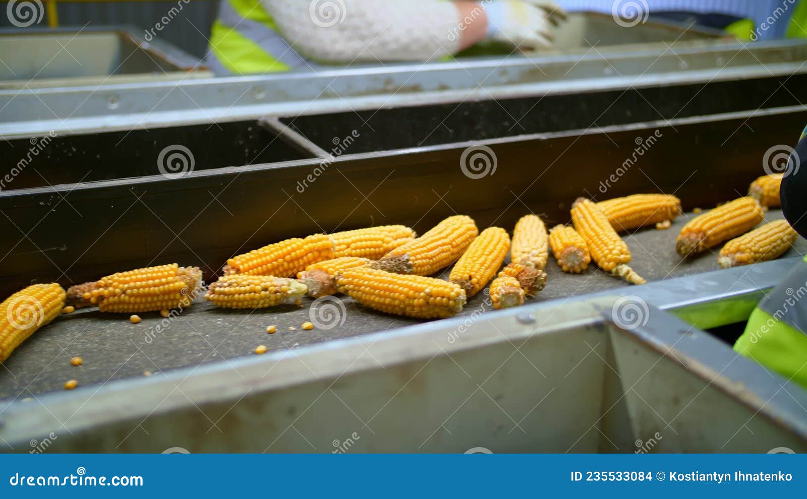 Corn Cobs on Conveyor Belt. Close-up. De-foliated Corn Cobs are Moving ...