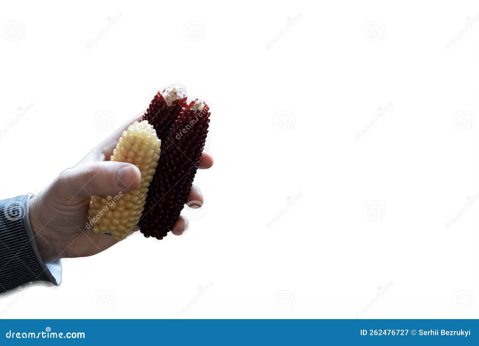 Corn Cobs of Different Colors are Held by a Hand on a Clipping Path on ...