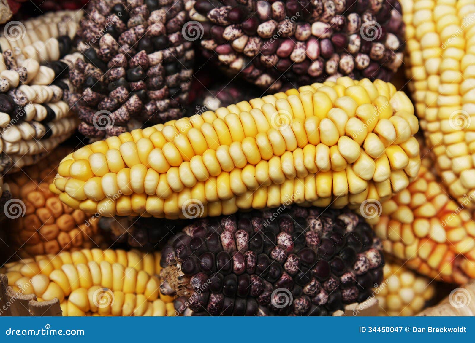 Corn stock image. Image of grain, agricultural, food - 34450047