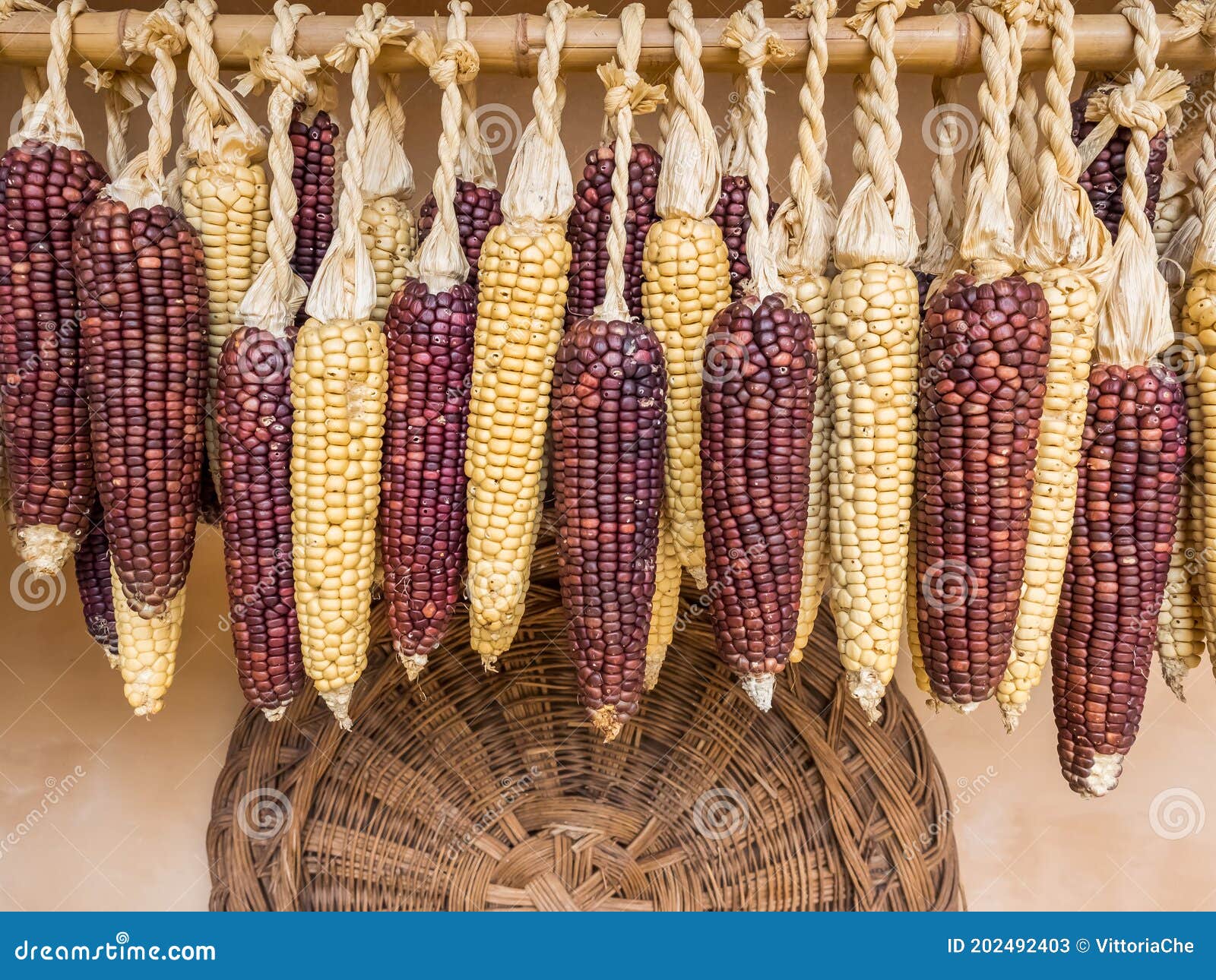Corn Cobs Dried in the Sun. Organic Natural Vegan Food Stock Image ...
