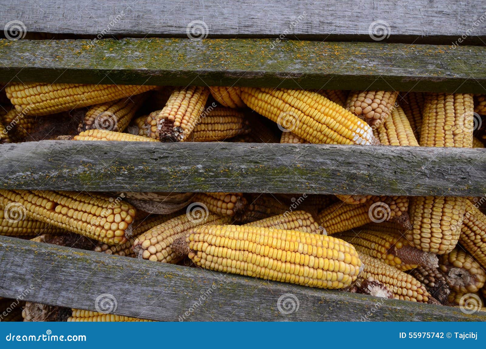 Corn Cobs Drying for Animal Food Stock Photo - Image of healthy, winter ...