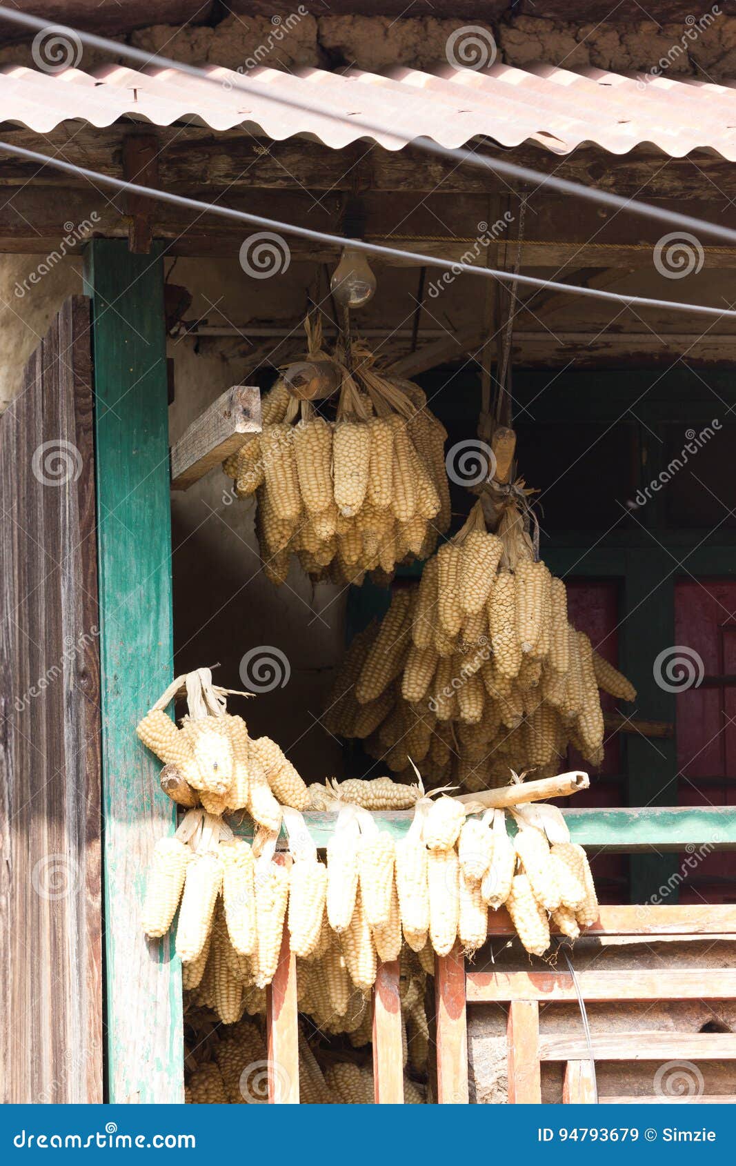 Corn cobs drying stock image. Image of agriculture, corn - 94793679