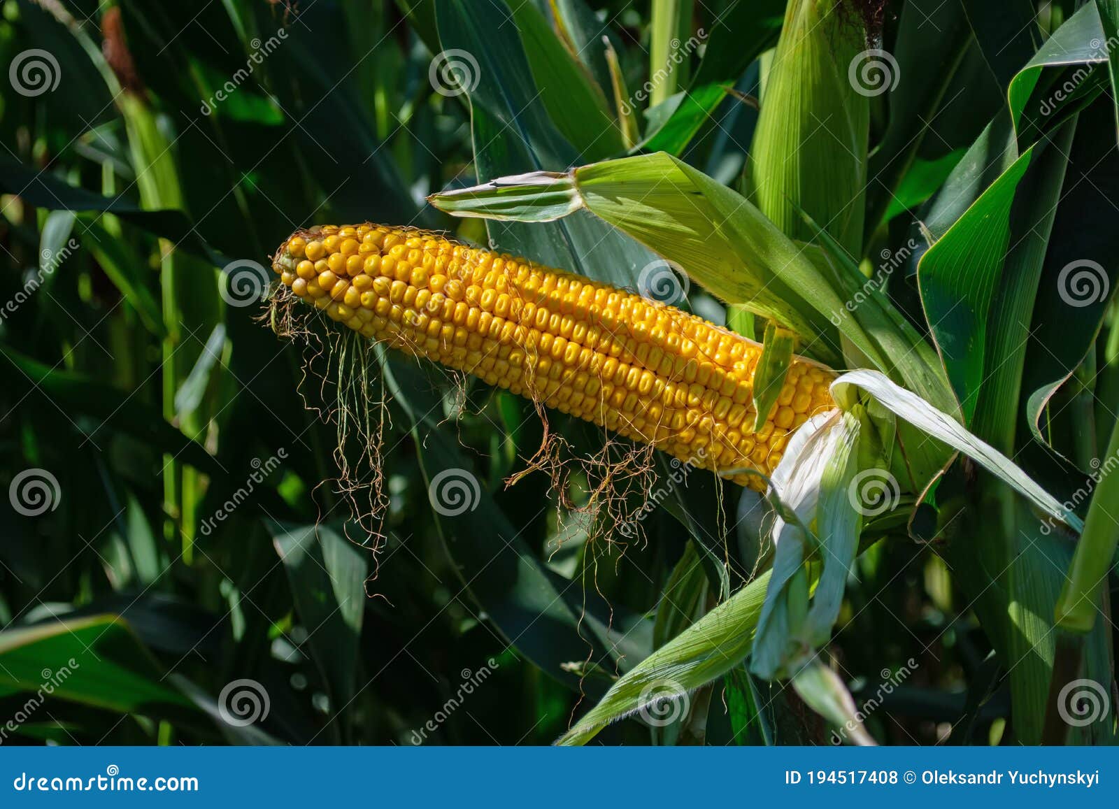 Corn Cobs in a Field Stuffed with Grains Stock Photo - Image of ...