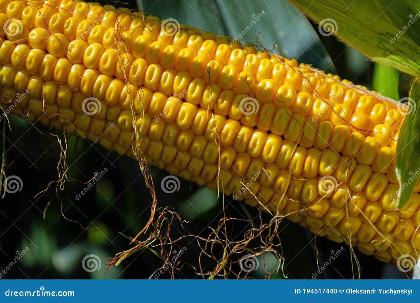 Corn Cobs in a Field Stuffed with Grains Stock Photo - Image of crop ...