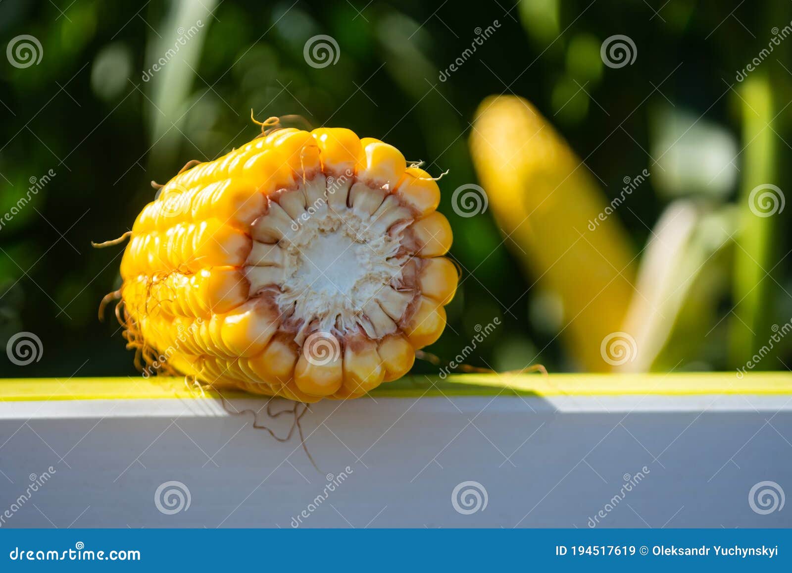 Corn Cobs in a Field Stuffed with Grains Stock Image - Image of field ...