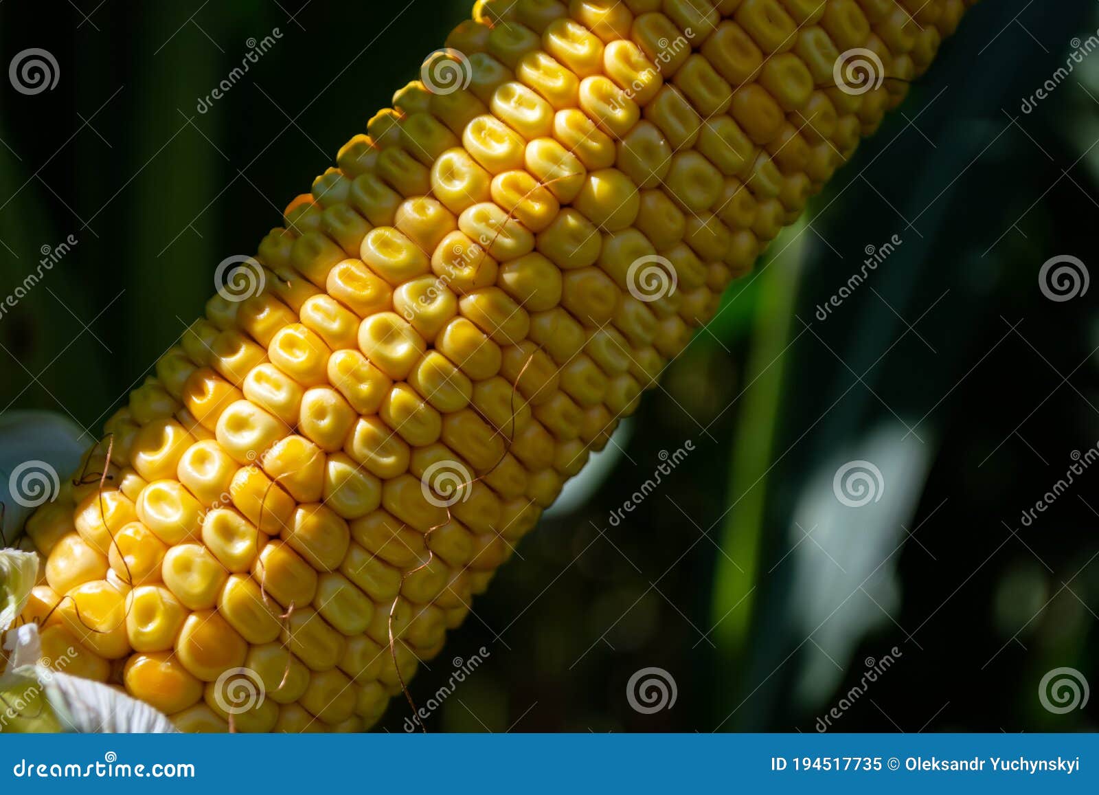 Corn Cobs in a Field Stuffed with Grains Stock Image - Image of ...
