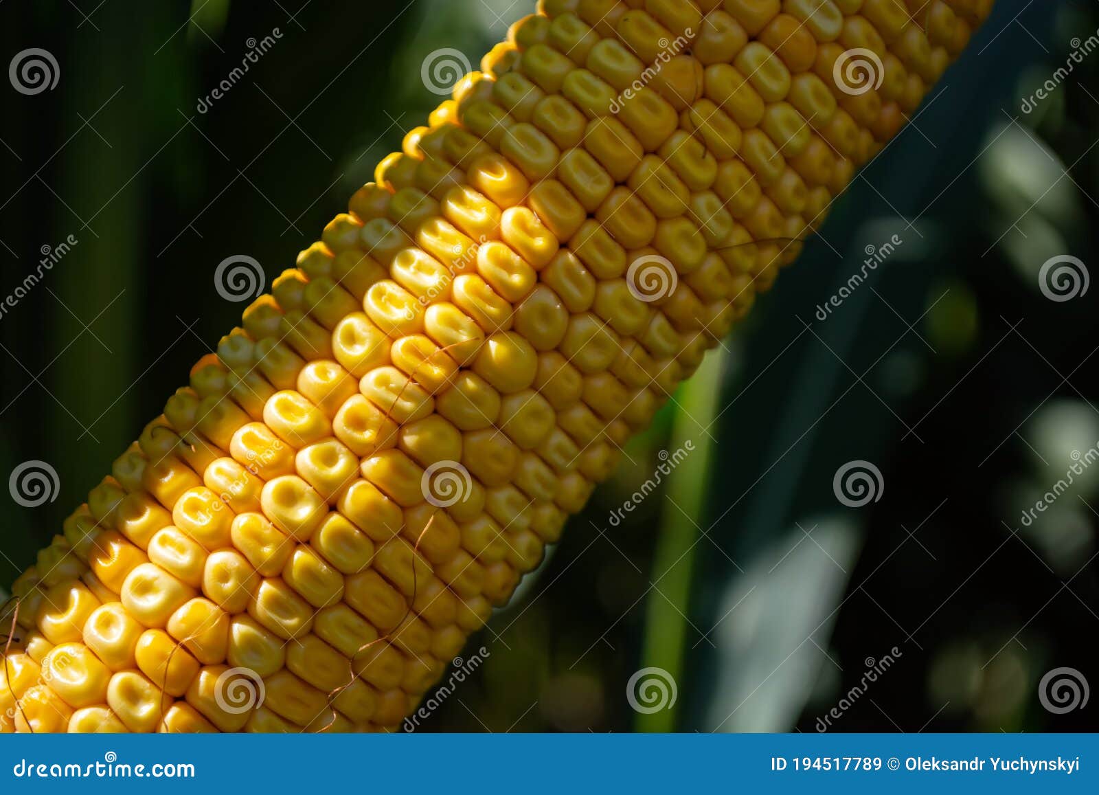 Corn Cobs in a Field Stuffed with Grains Stock Image - Image of crop ...