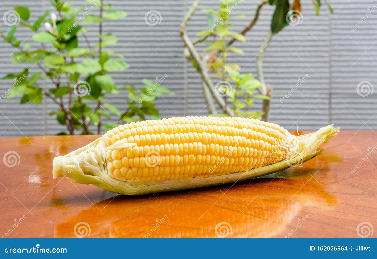 Corn cobs stock photo. Image of tuft, healthy, object - 162036964